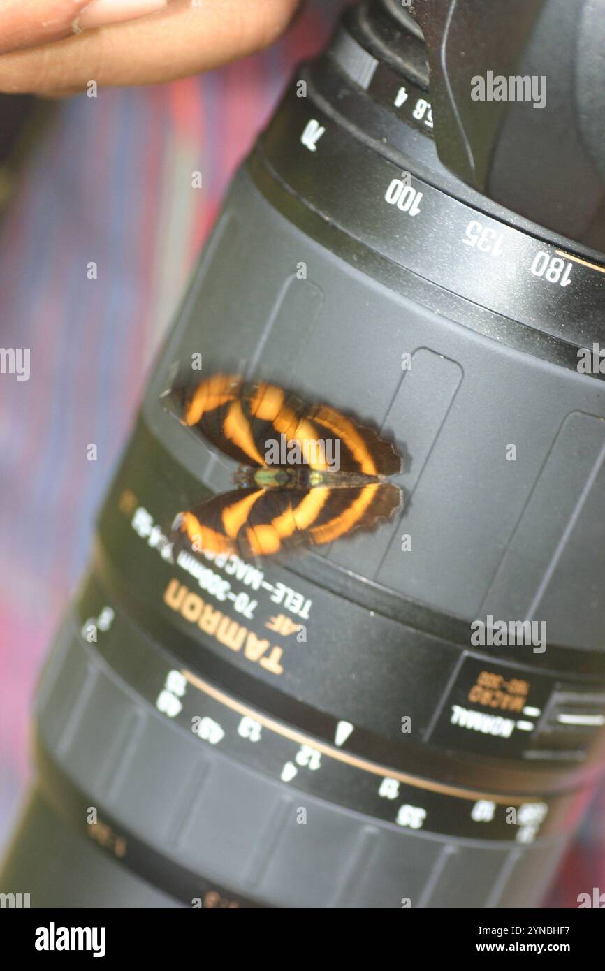 Small Yellow Sailer (Neptis miah Stock Photo - Alamy