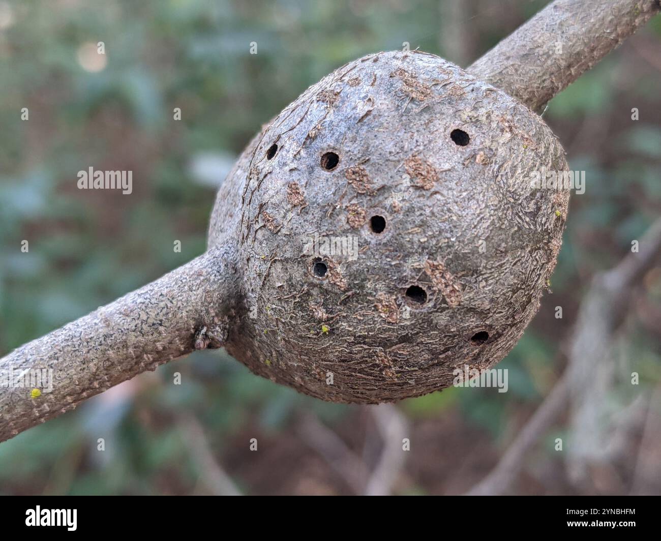 Gouty Stem Gall Wasp (Callirhytis quercussuttoni Stock Photo - Alamy