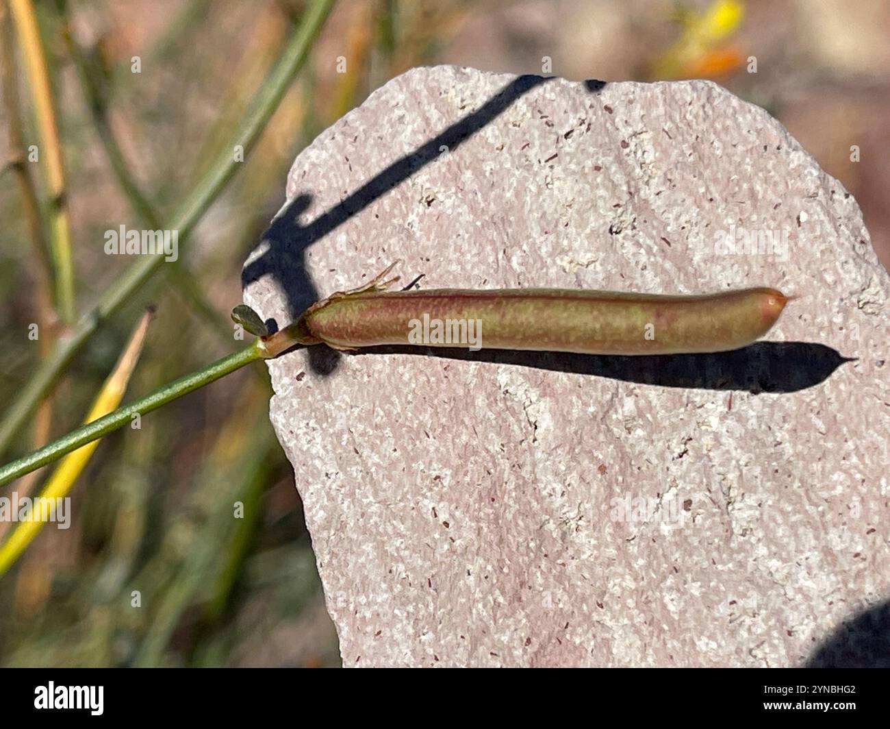 shrubby deervetch (Acmispon rigidus Stock Photo - Alamy
