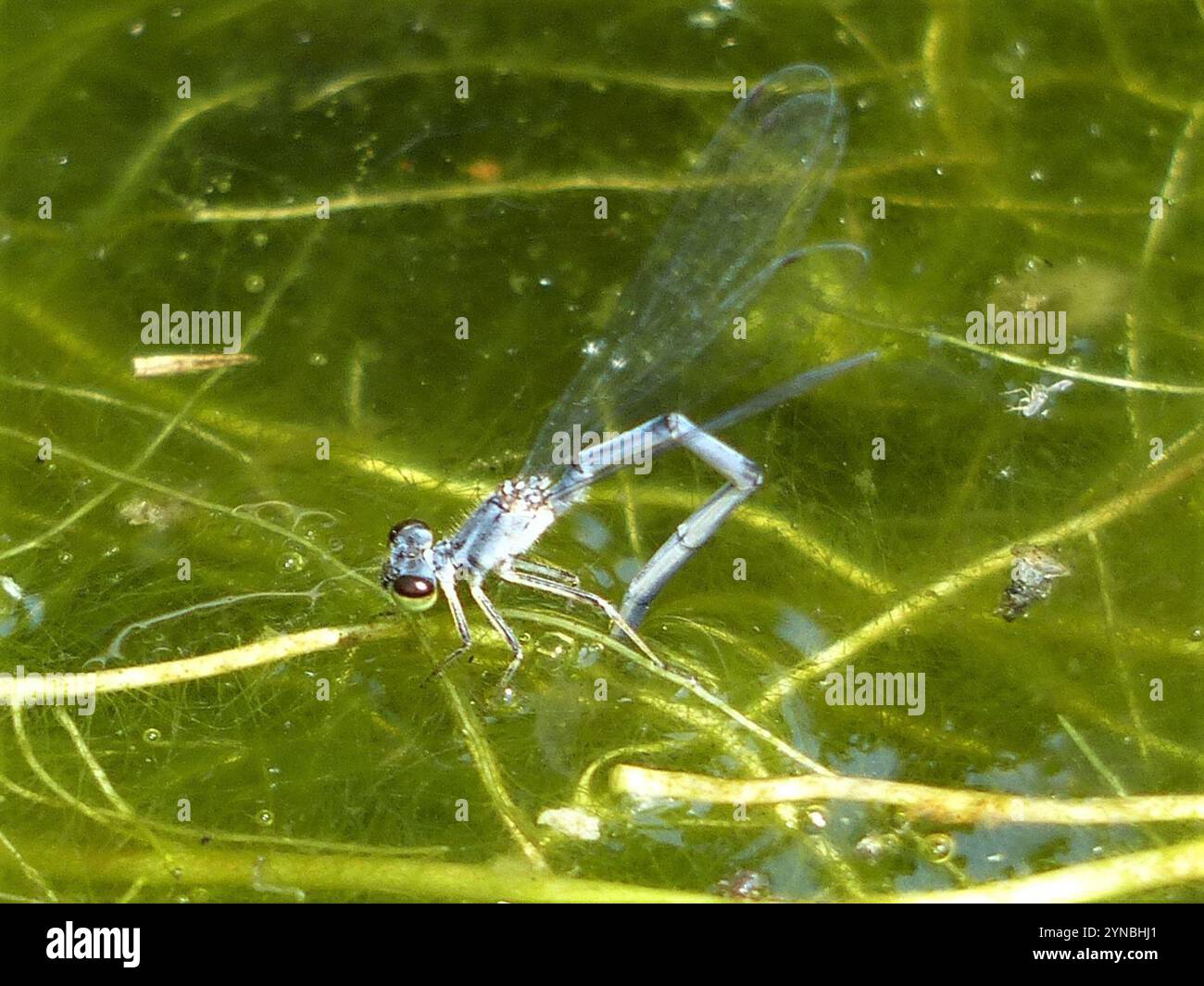 Fragile Forktail (Ischnura posita Stock Photo - Alamy