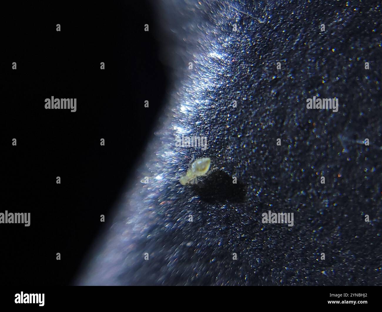 Barklice, Booklice, and Parasitic Lice (Psocodea Stock Photo - Alamy