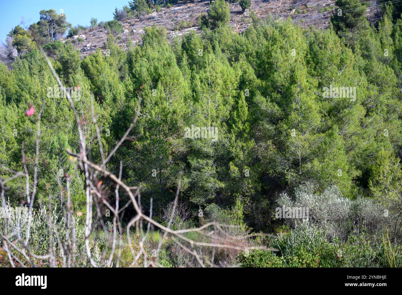 Aleppo forest hi-res stock photography and images - Alamy