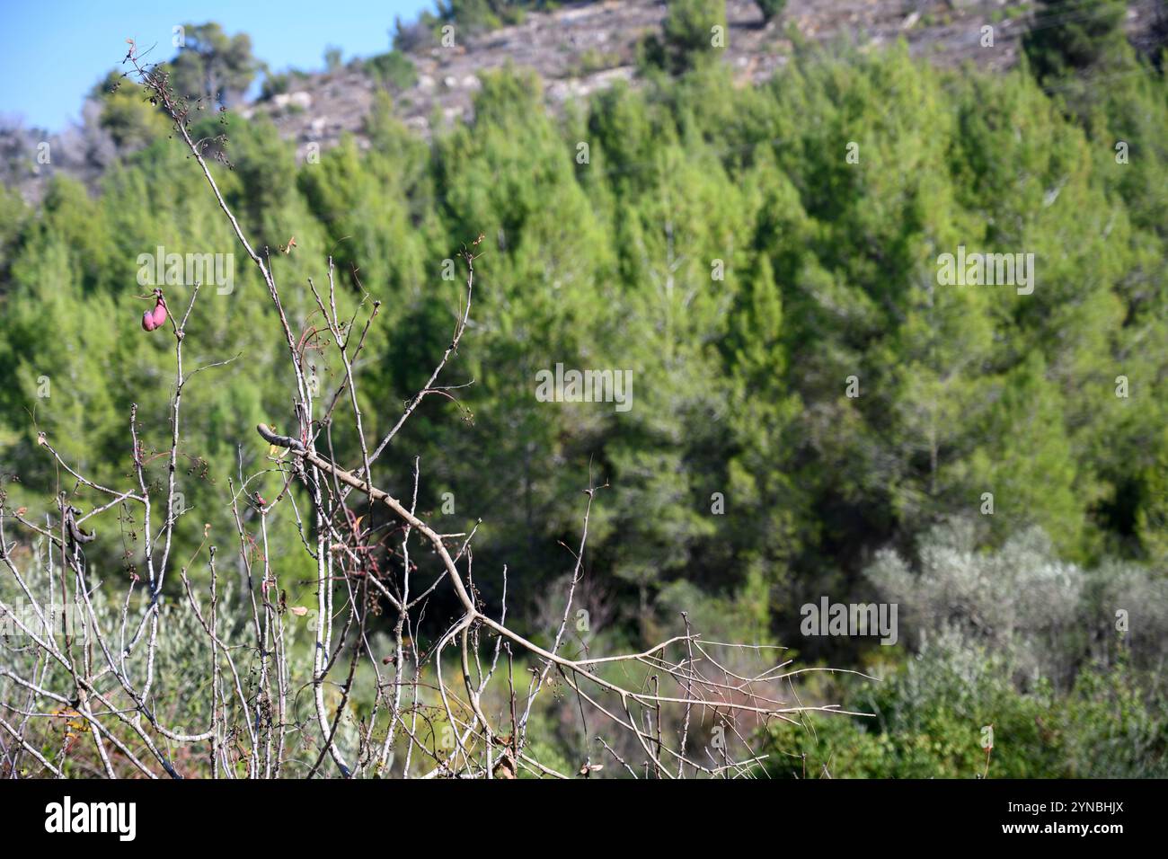 Jerusalem Pine (Pinus halepensis, commonly known as the Aleppo pine ...