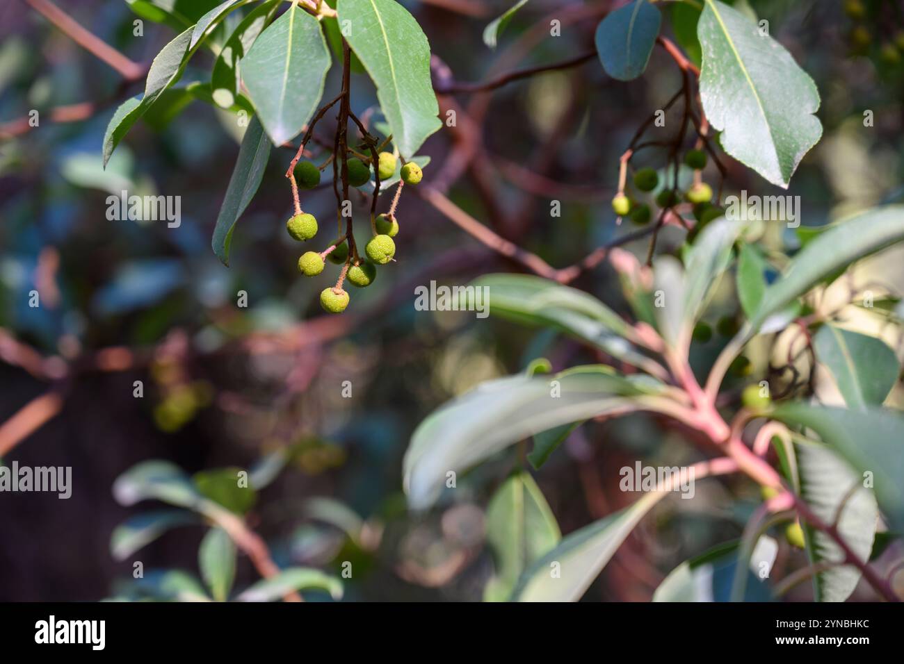 Arbutus unedo, commonly known as strawberry tree, is an evergreen shrub ...