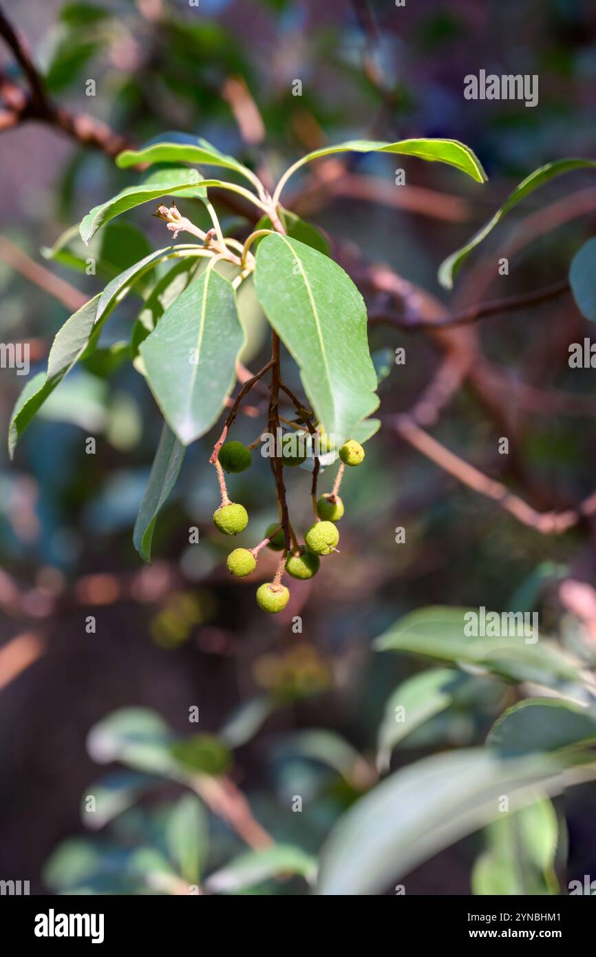 Arbutus unedo, commonly known as strawberry tree, is an evergreen shrub ...