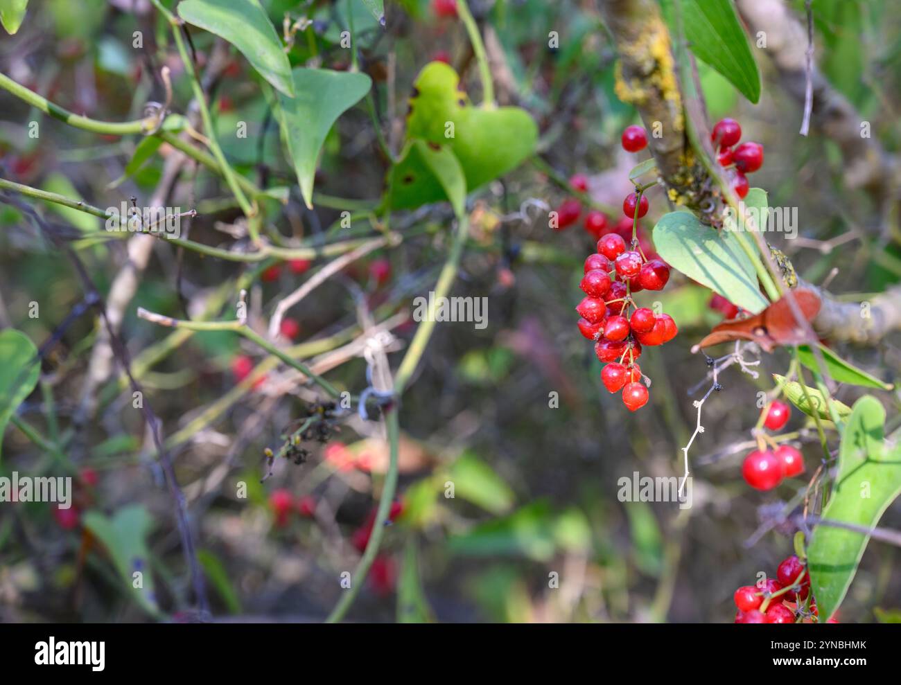The red berries of Smilax aspera, with common names common smilax ...