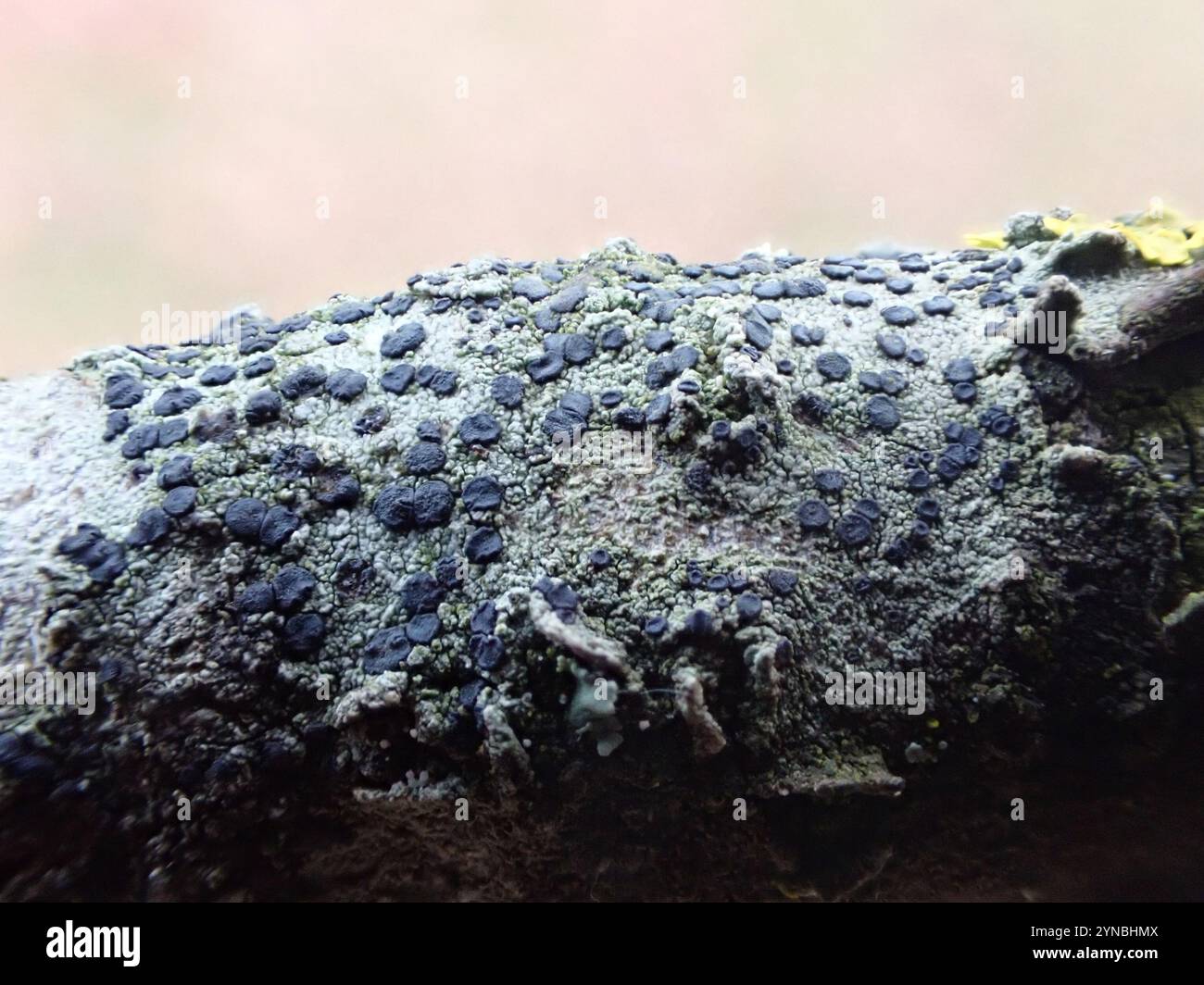 common lichens (Lecanoromycetes Stock Photo - Alamy