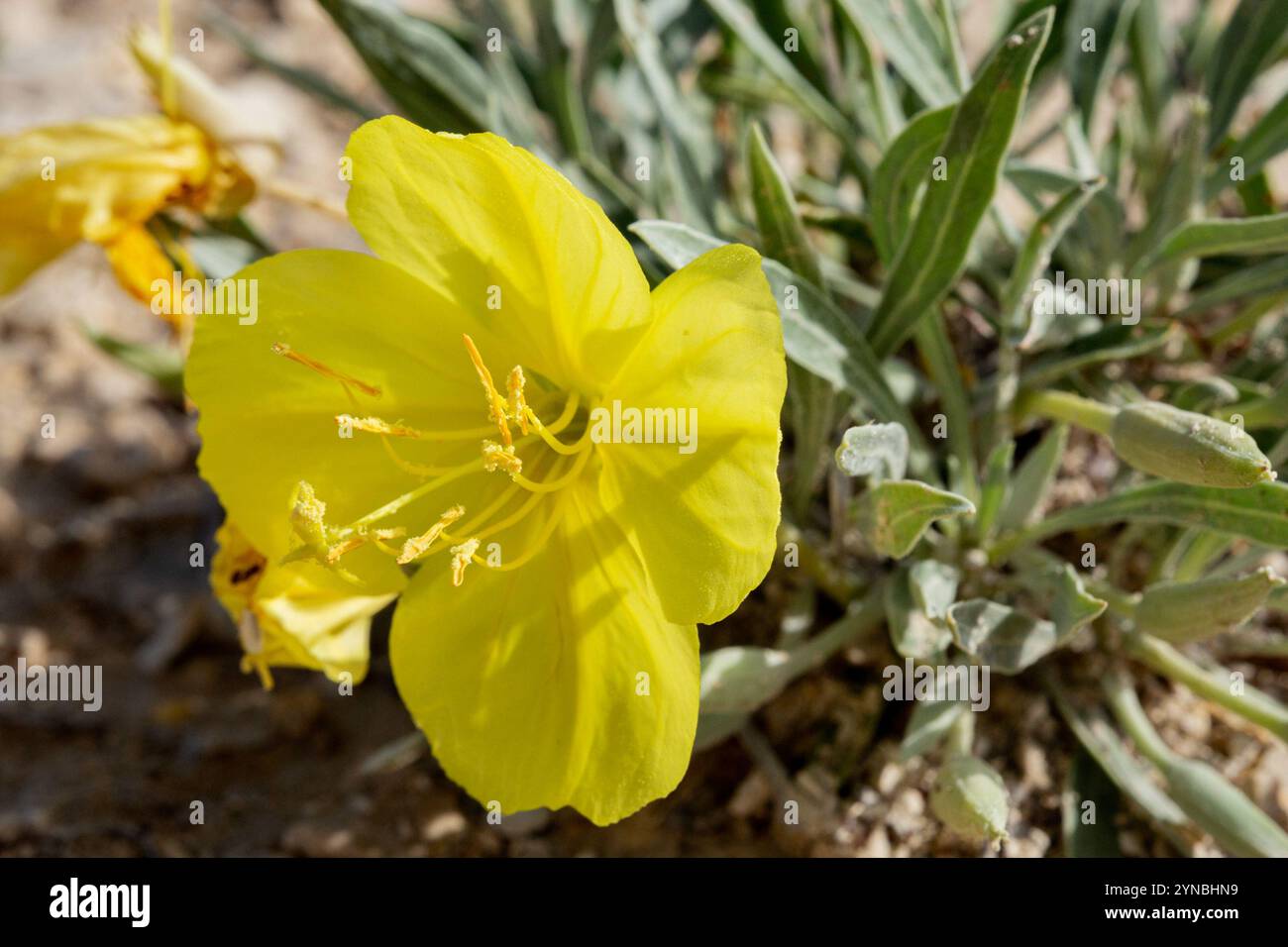 bigfruit evening primrose (Oenothera macrocarpa Stock Photo - Alamy
