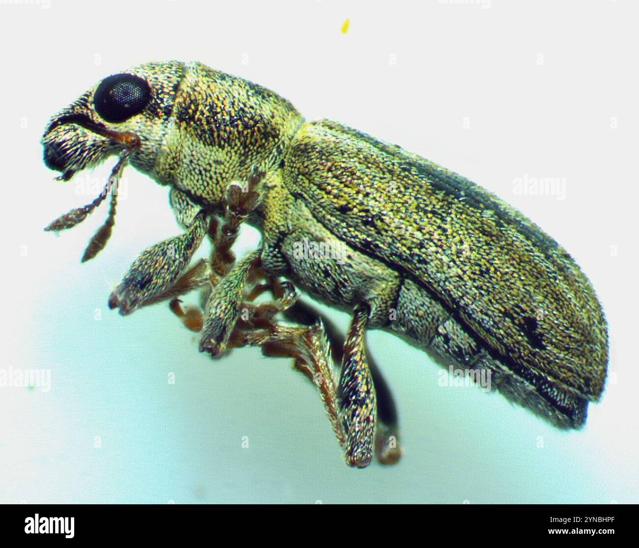 Sitona lineatus hi-res stock photography and images - Alamy