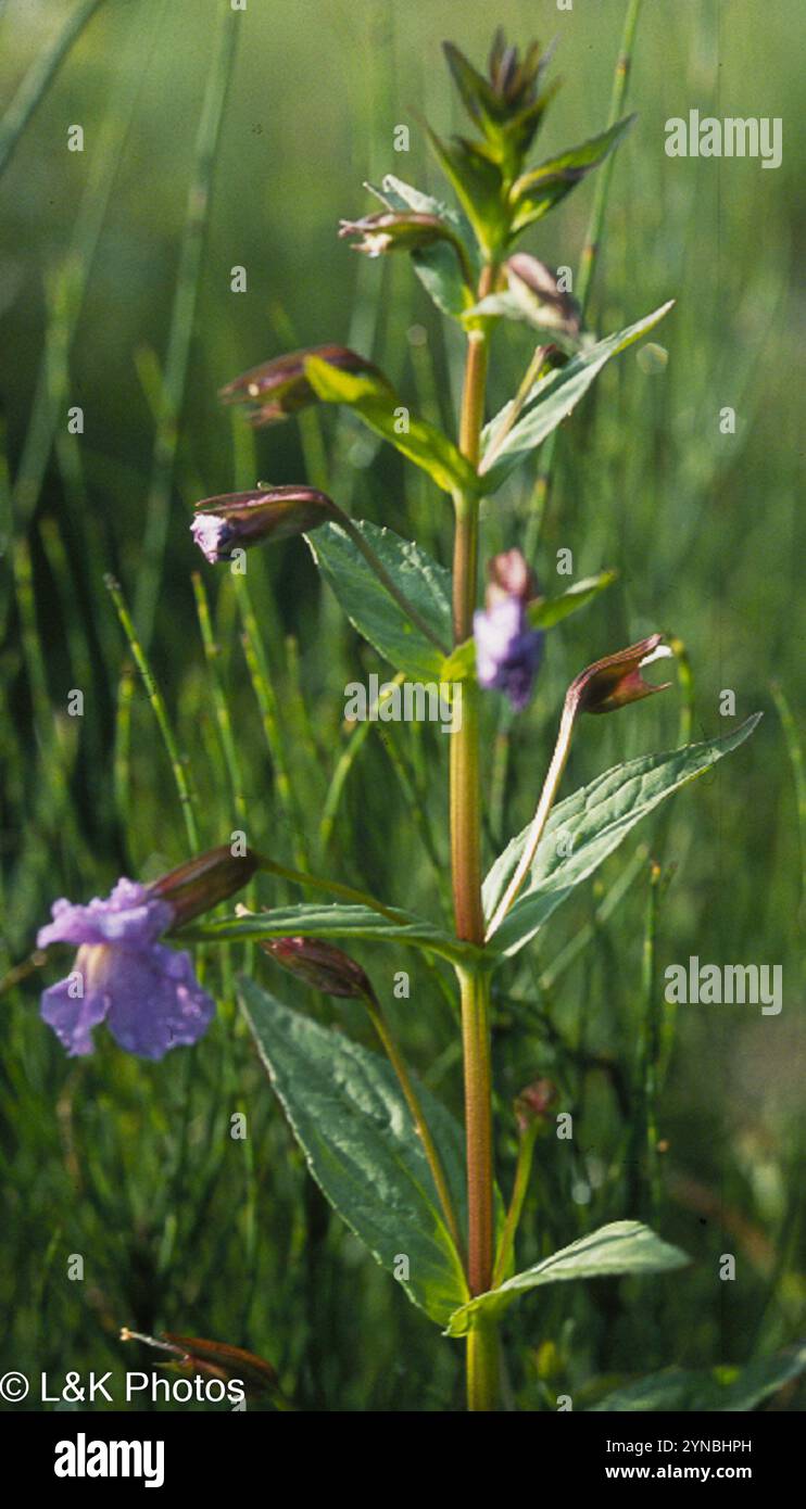 Allegheny monkeyflower (Mimulus ringens Stock Photo - Alamy