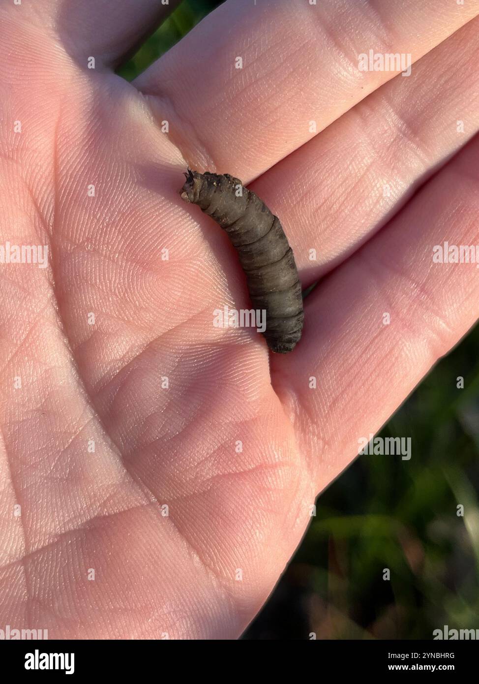 Crane Flies (Tipulomorpha Stock Photo - Alamy