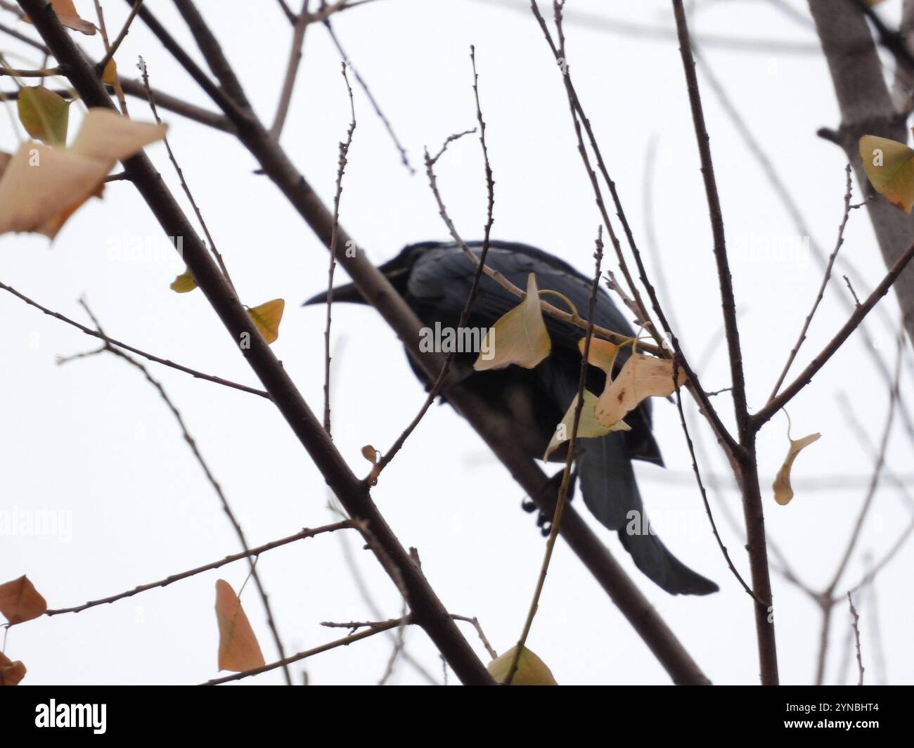 Hair-crested Drongo (Dicrurus hottentottus Stock Photo - Alamy