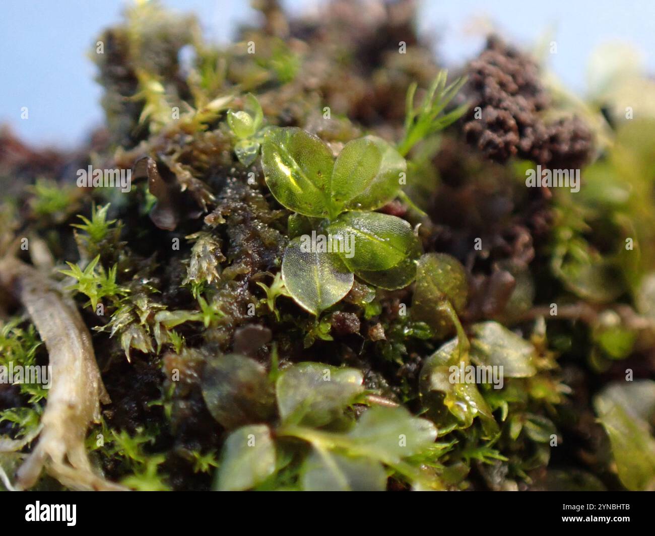 Long-beaked Thyme-moss (Plagiomnium rostratum Stock Photo - Alamy