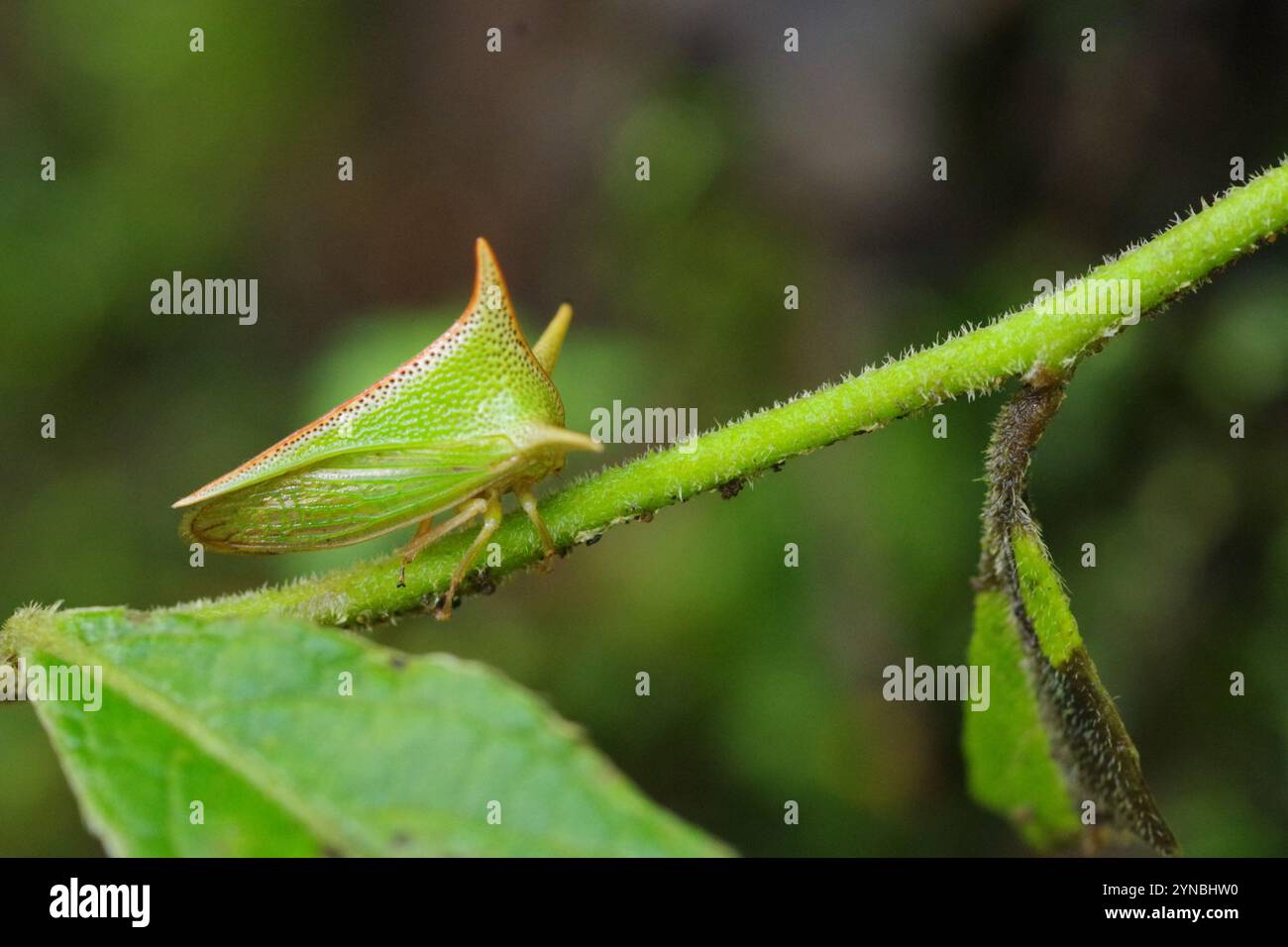 Alchisme hi-res stock photography and images - Alamy