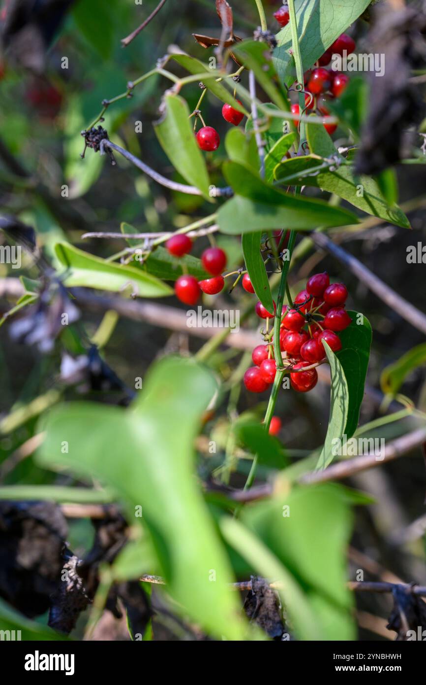 The red berries of Smilax aspera, with common names common smilax ...