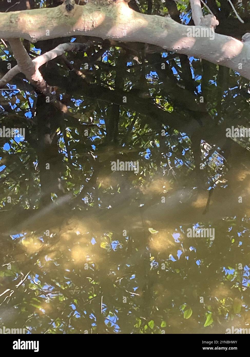 Common Snook (Centropomus undecimalis Stock Photo - Alamy