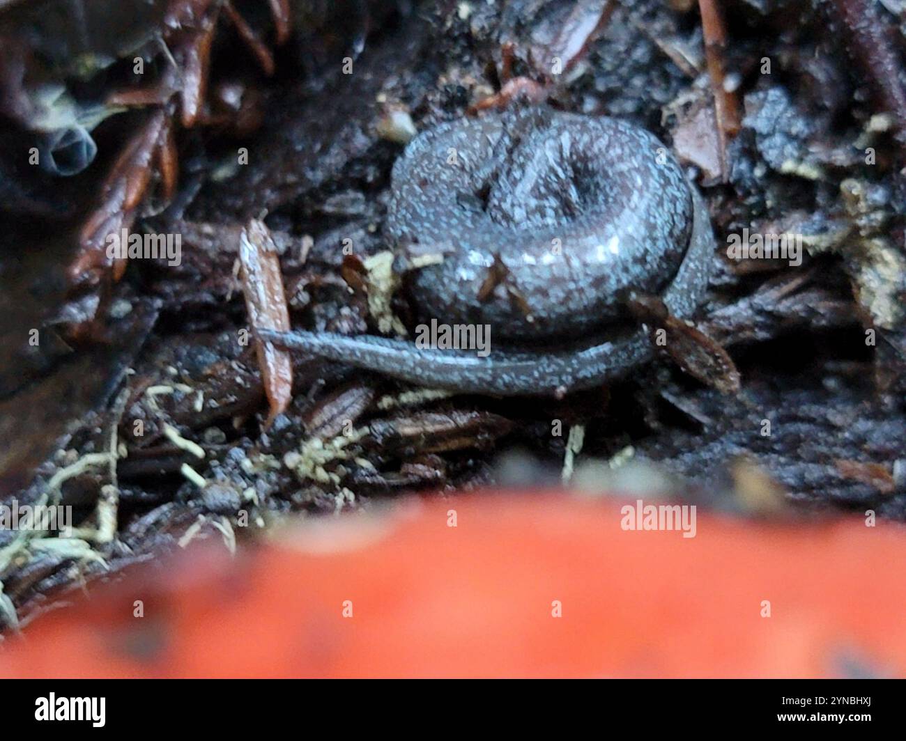 California Slender Salamander (Batrachoseps attenuatus Stock Photo - Alamy