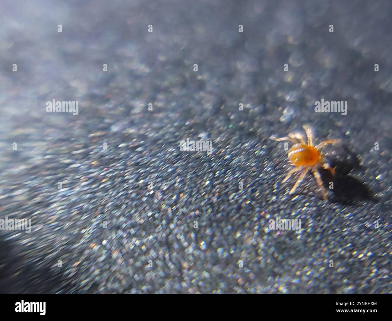 Anystis hi-res stock photography and images - Alamy