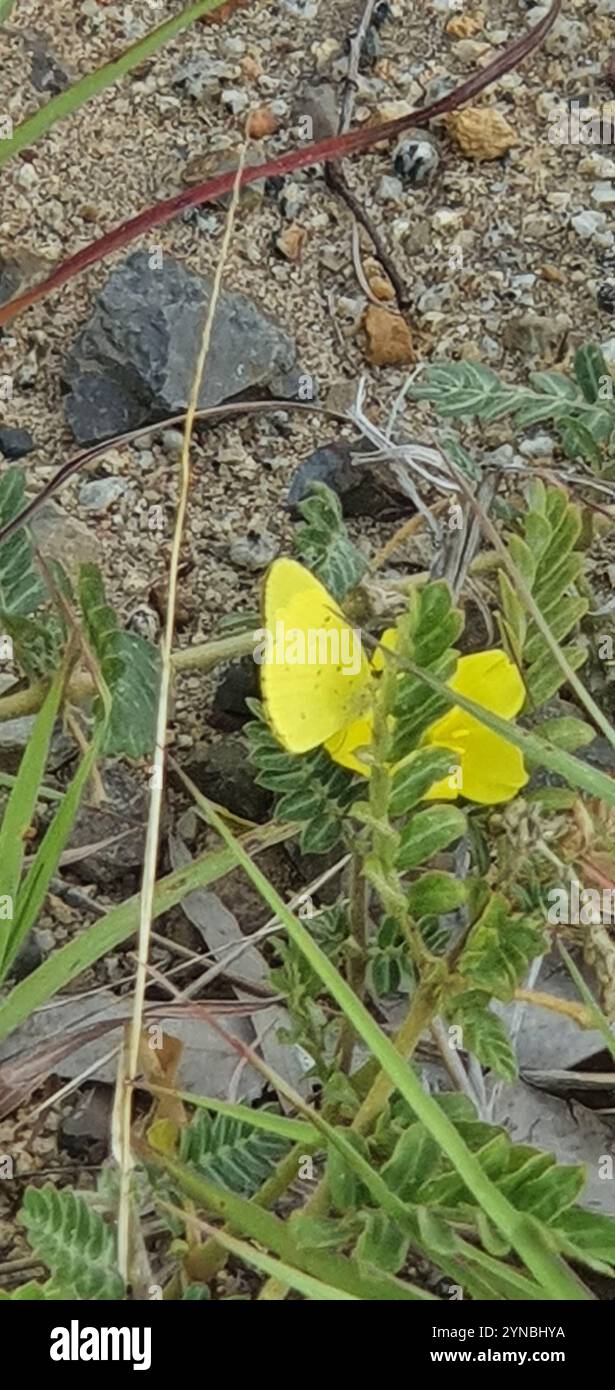 Small Grass-yellow (Eurema smilax Stock Photo - Alamy