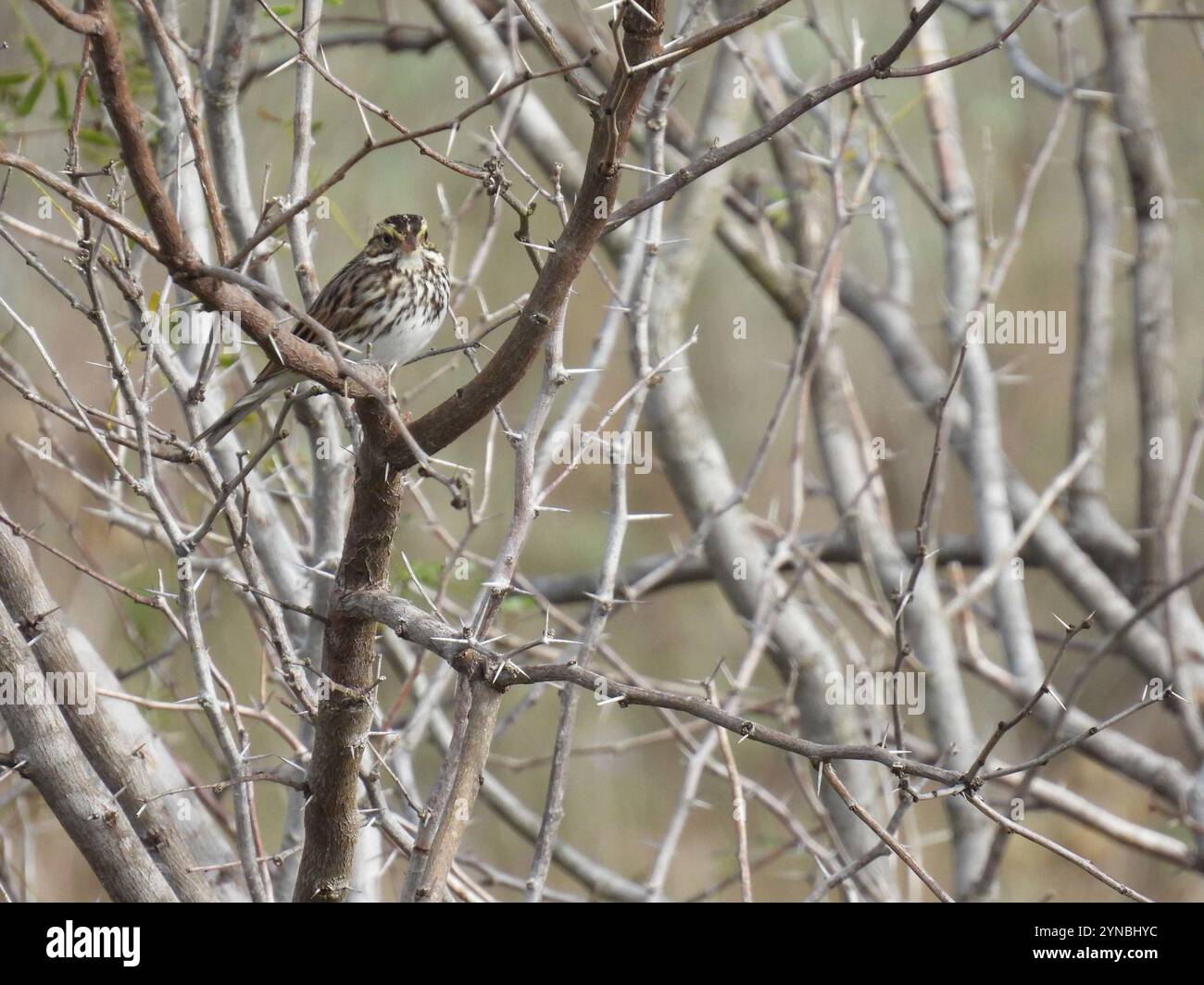 Savannah Sparrow (Passerculus sandwichensis Stock Photo - Alamy