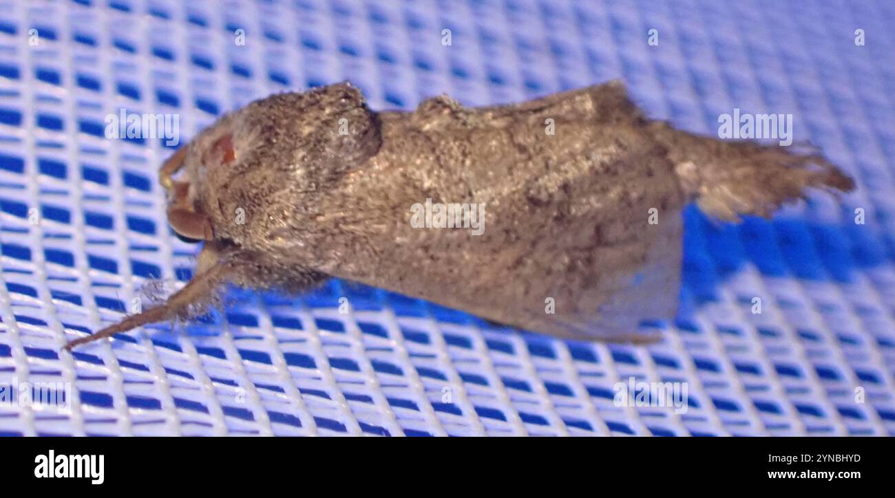 Owlet Moths and Allies (Noctuoidea Stock Photo - Alamy