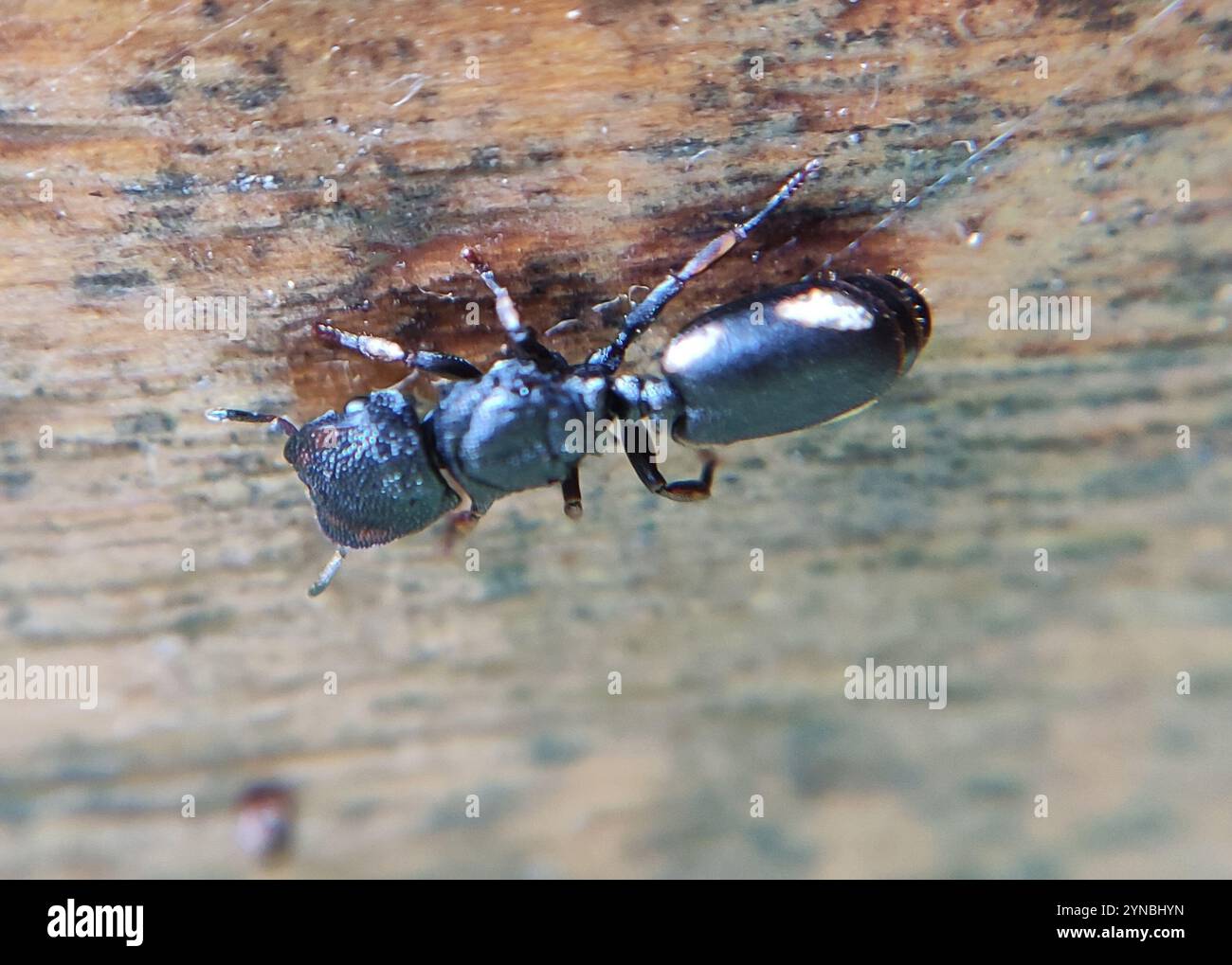 Turtle Ants (Cephalotes Stock Photo - Alamy