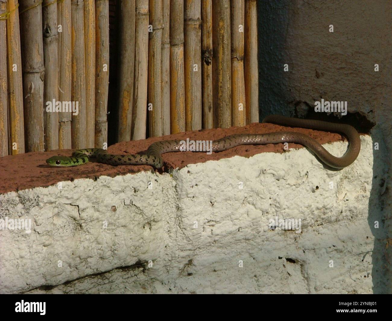 Spotted Bush Snake (Philothamnus semivariegatus Stock Photo - Alamy