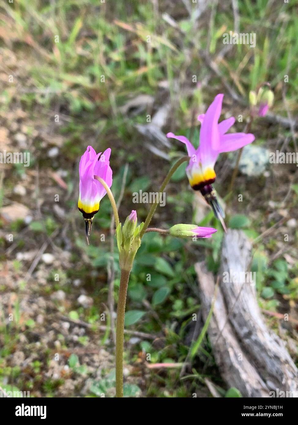 Padre's Shooting Star (Primula clevelandii Stock Photo - Alamy