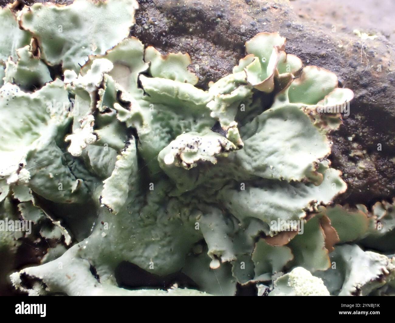 Ruffle Lichens (Parmotrema Stock Photo - Alamy