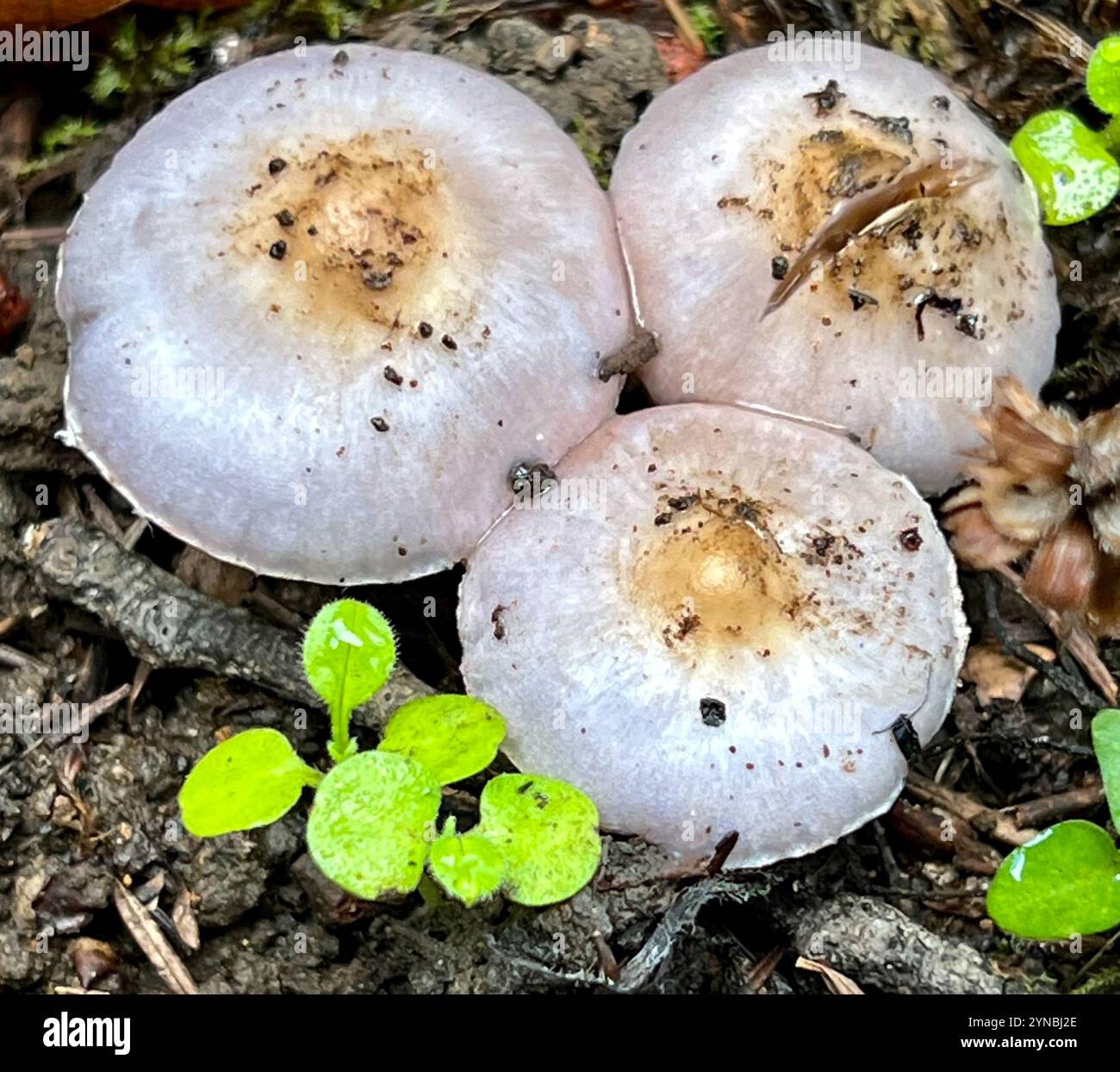 White fibrecap hi-res stock photography and images - Alamy