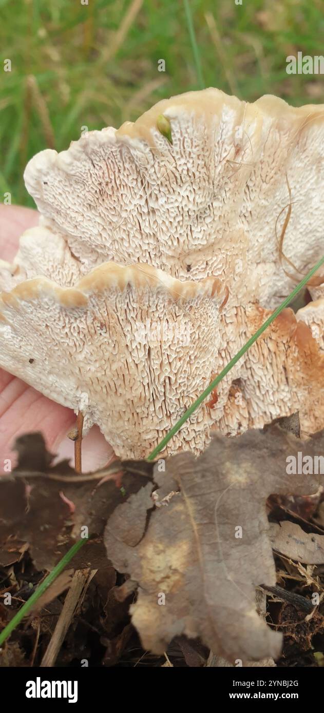 Blushing Rosette (Abortiporus biennis Stock Photo - Alamy
