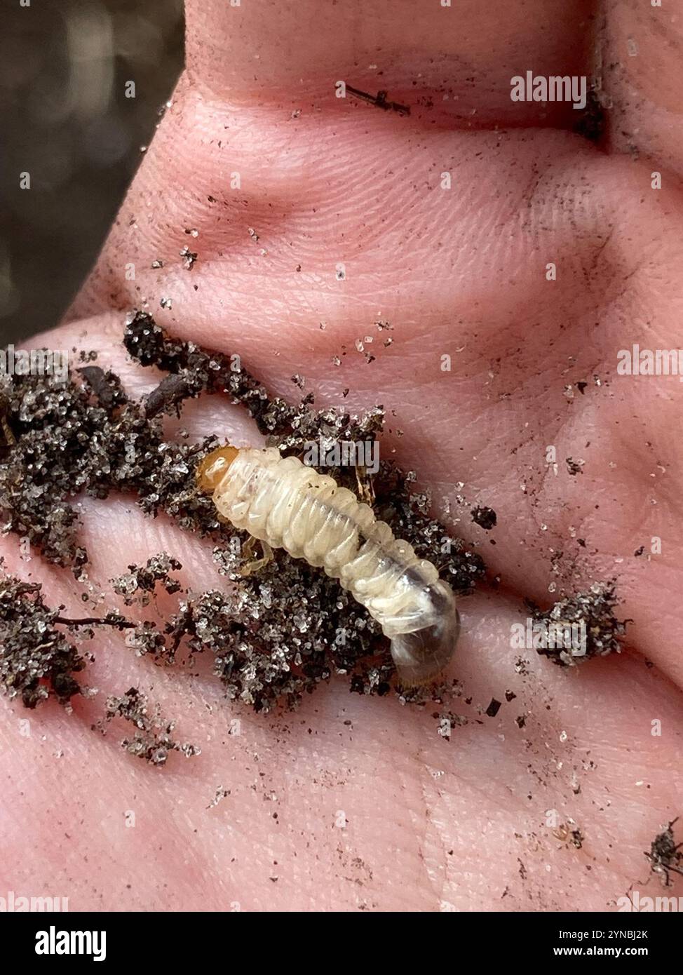 Scarabaeiformia hi-res stock photography and images - Alamy