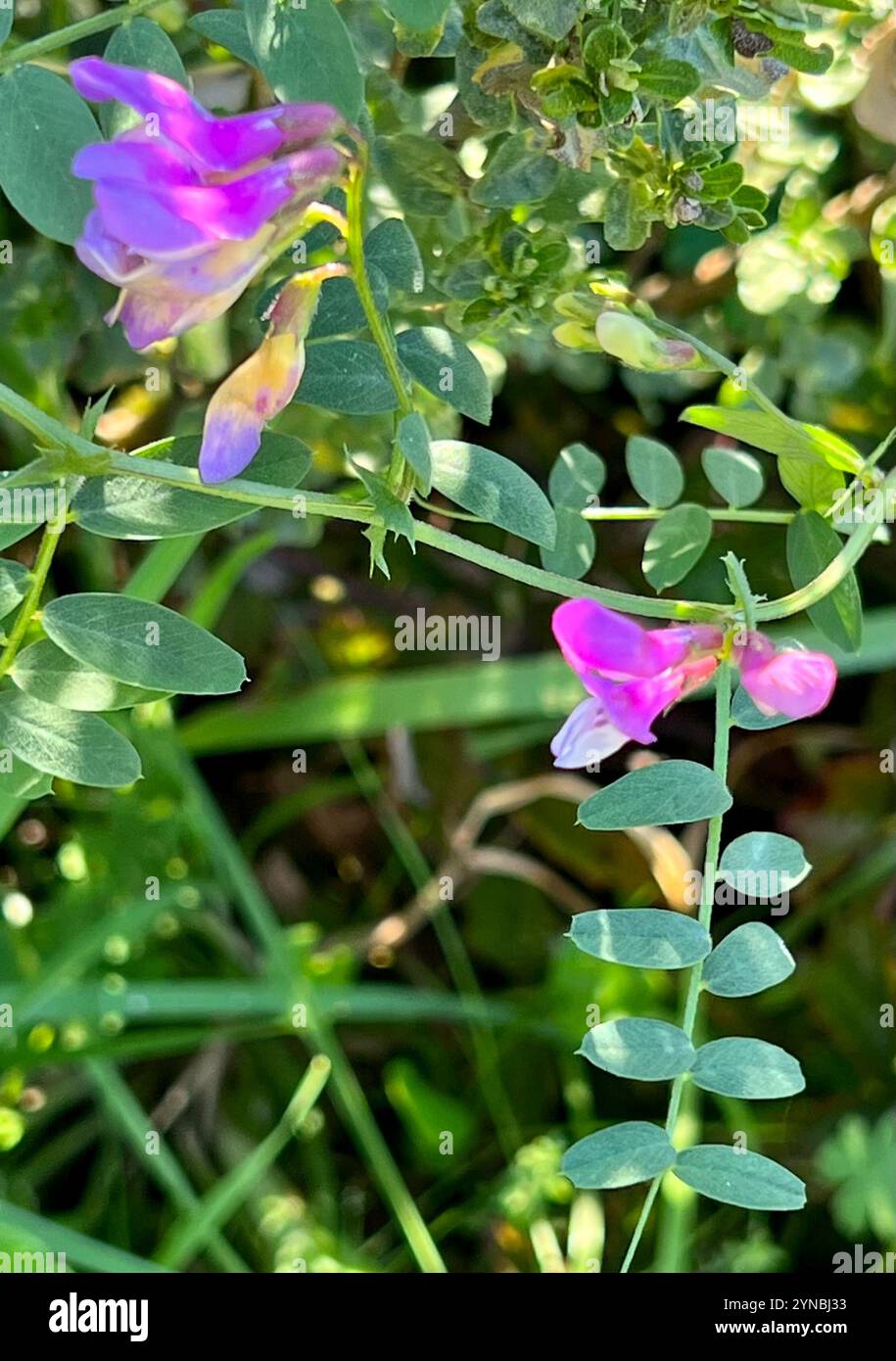 American vetch (Vicia americana Stock Photo - Alamy