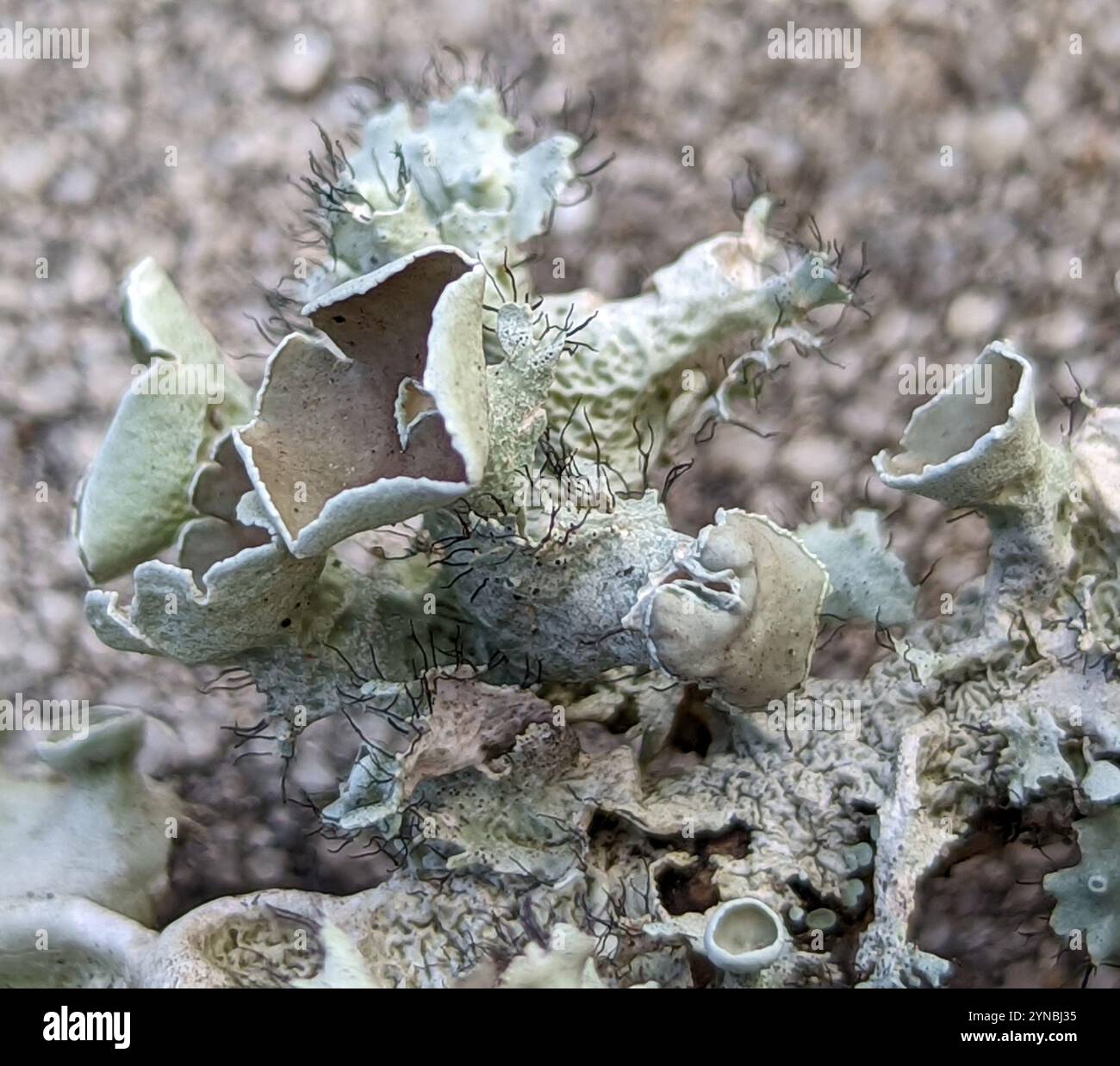 Ruffle Lichens (Parmotrema Stock Photo - Alamy