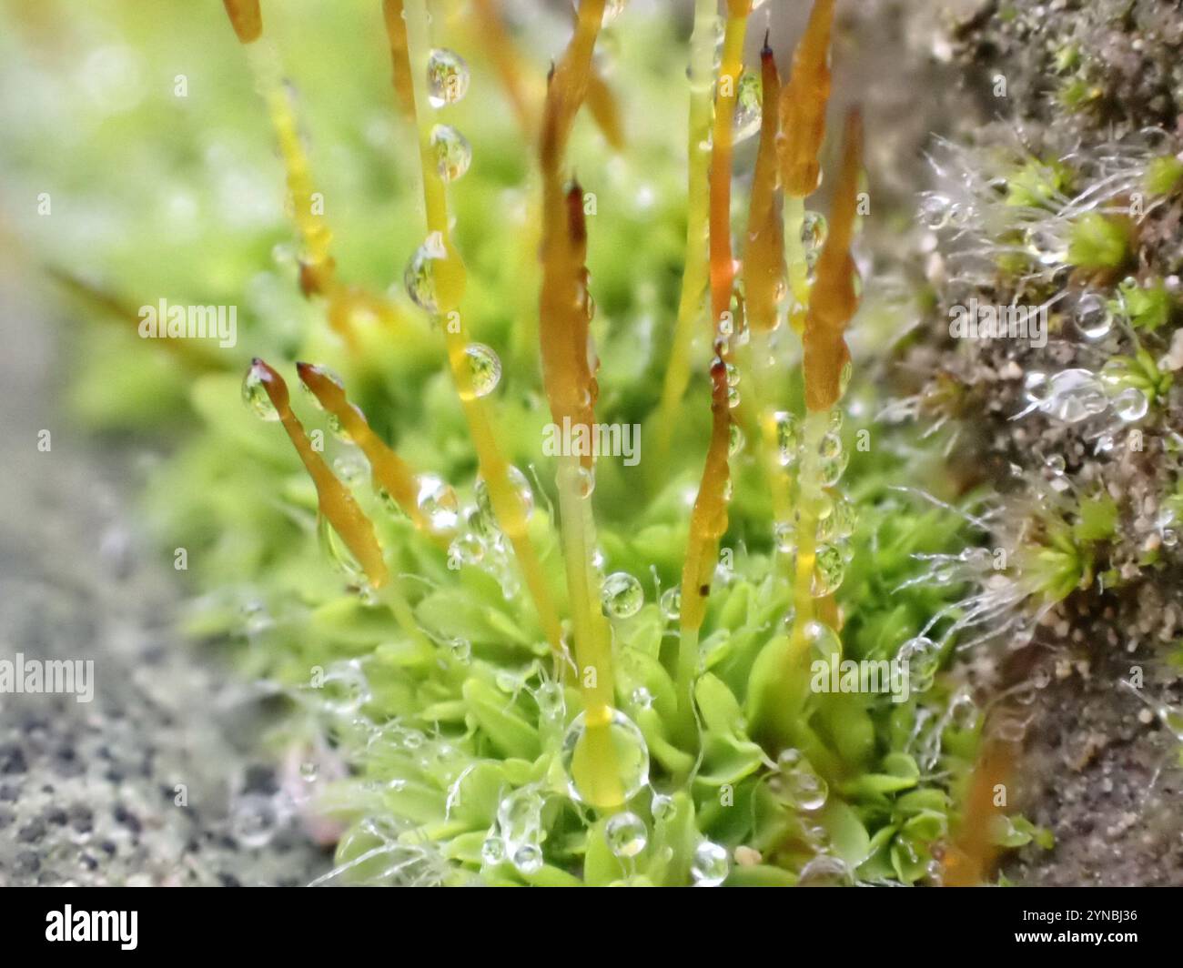 Wall Screw-moss (Tortula muralis Stock Photo - Alamy
