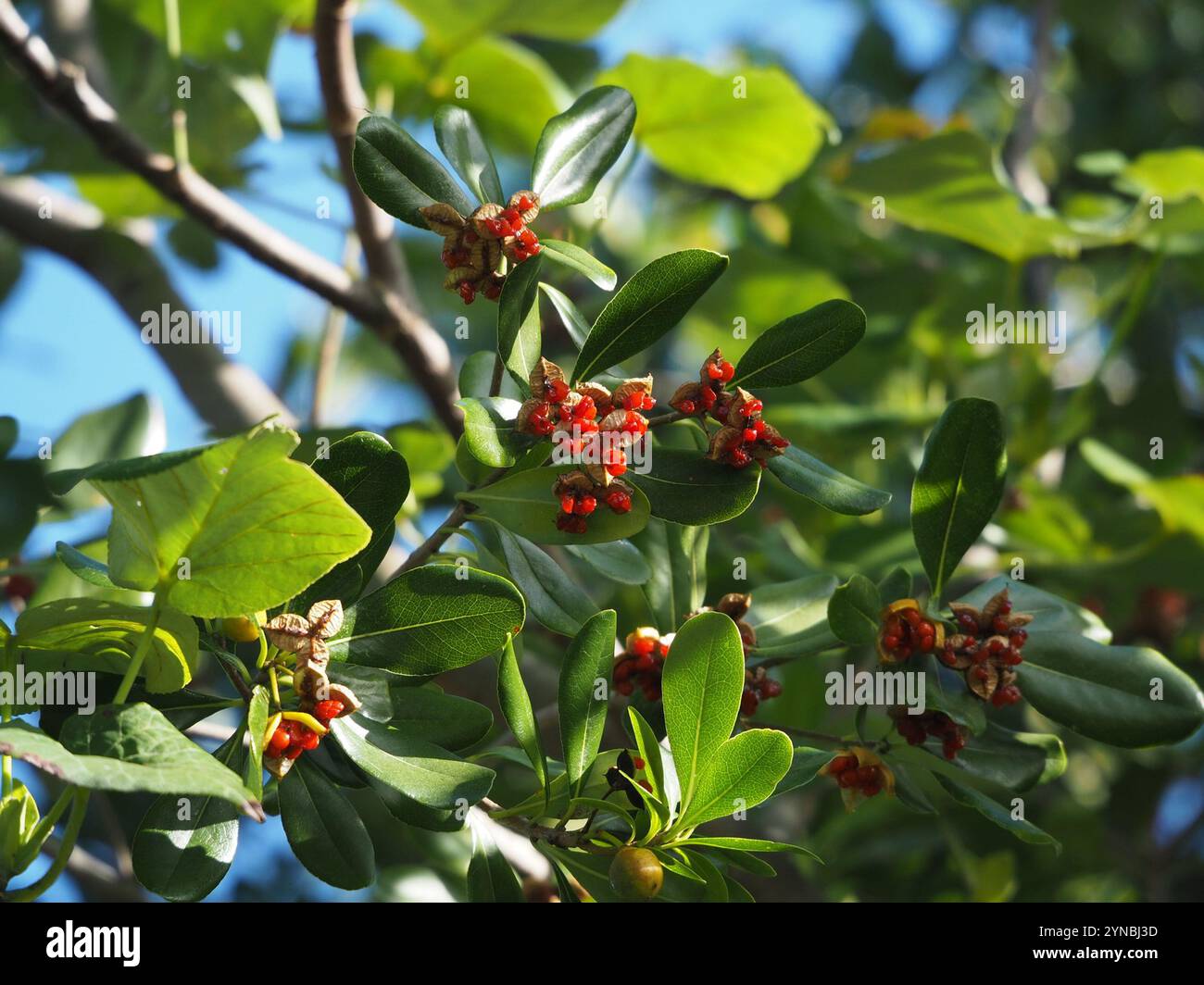 Japanese cheesewood (Pittosporum tobira Stock Photo - Alamy