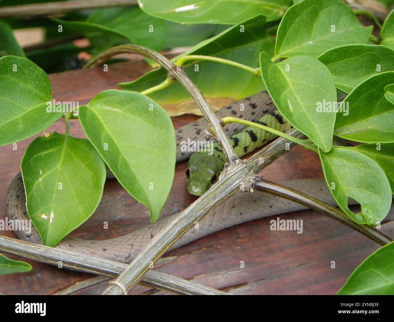 Spotted Bush Snake (Philothamnus semivariegatus Stock Photo - Alamy