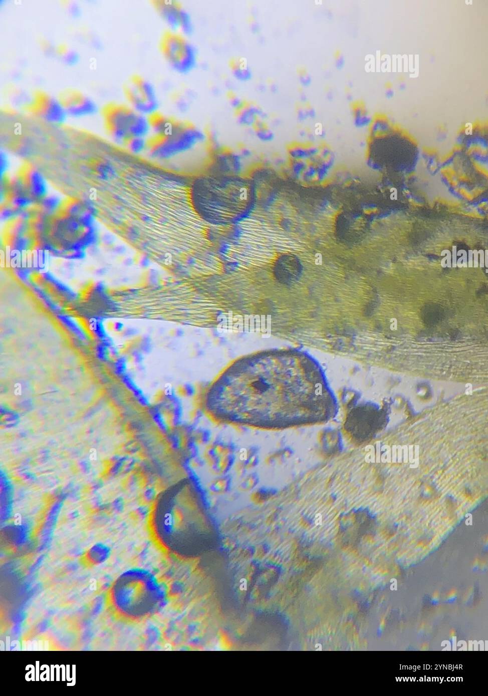 Isopterygium Moss (Isopterygium tenerum Stock Photo - Alamy