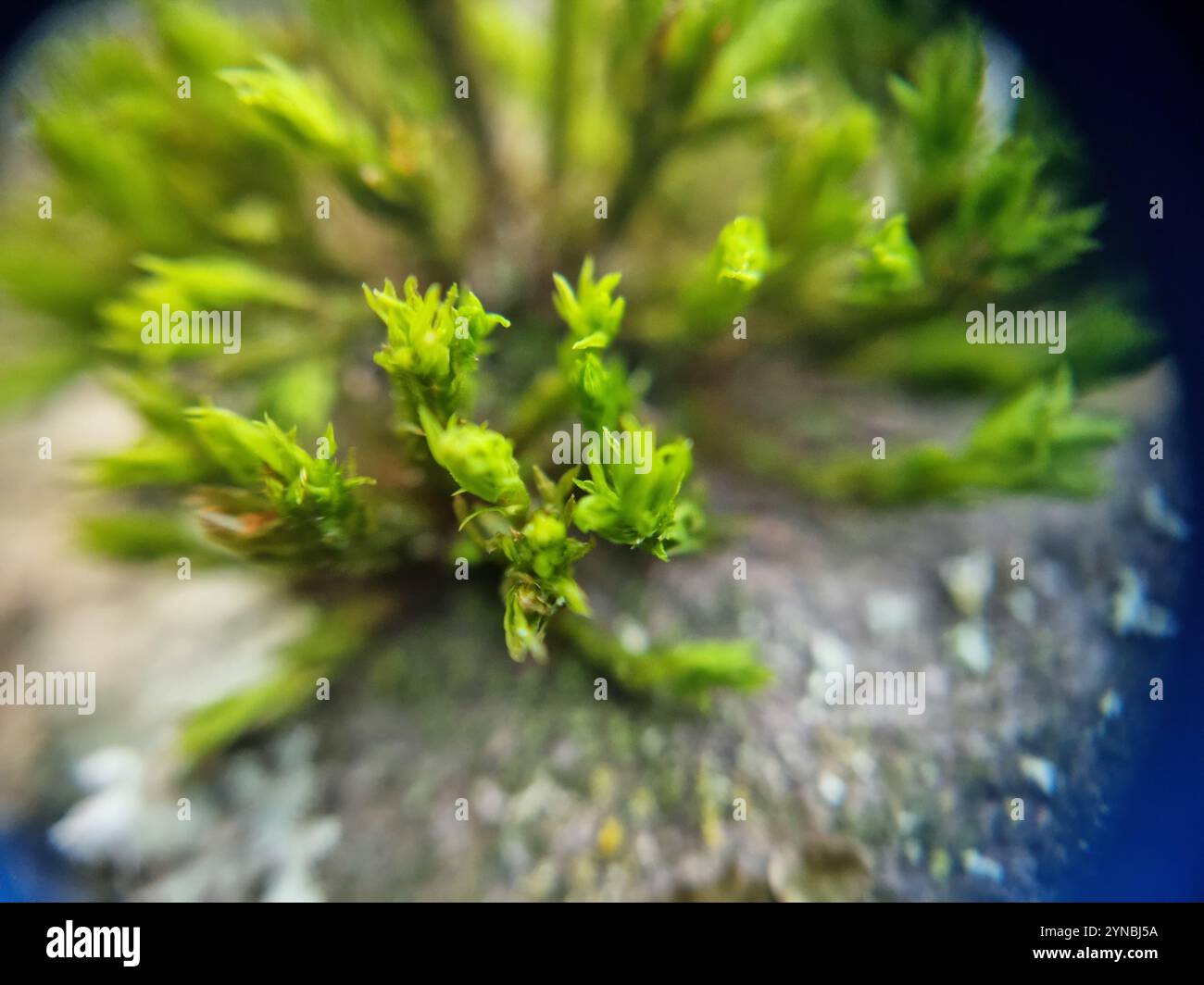 Wood Bristle-moss (Lewinskya affinis Stock Photo - Alamy