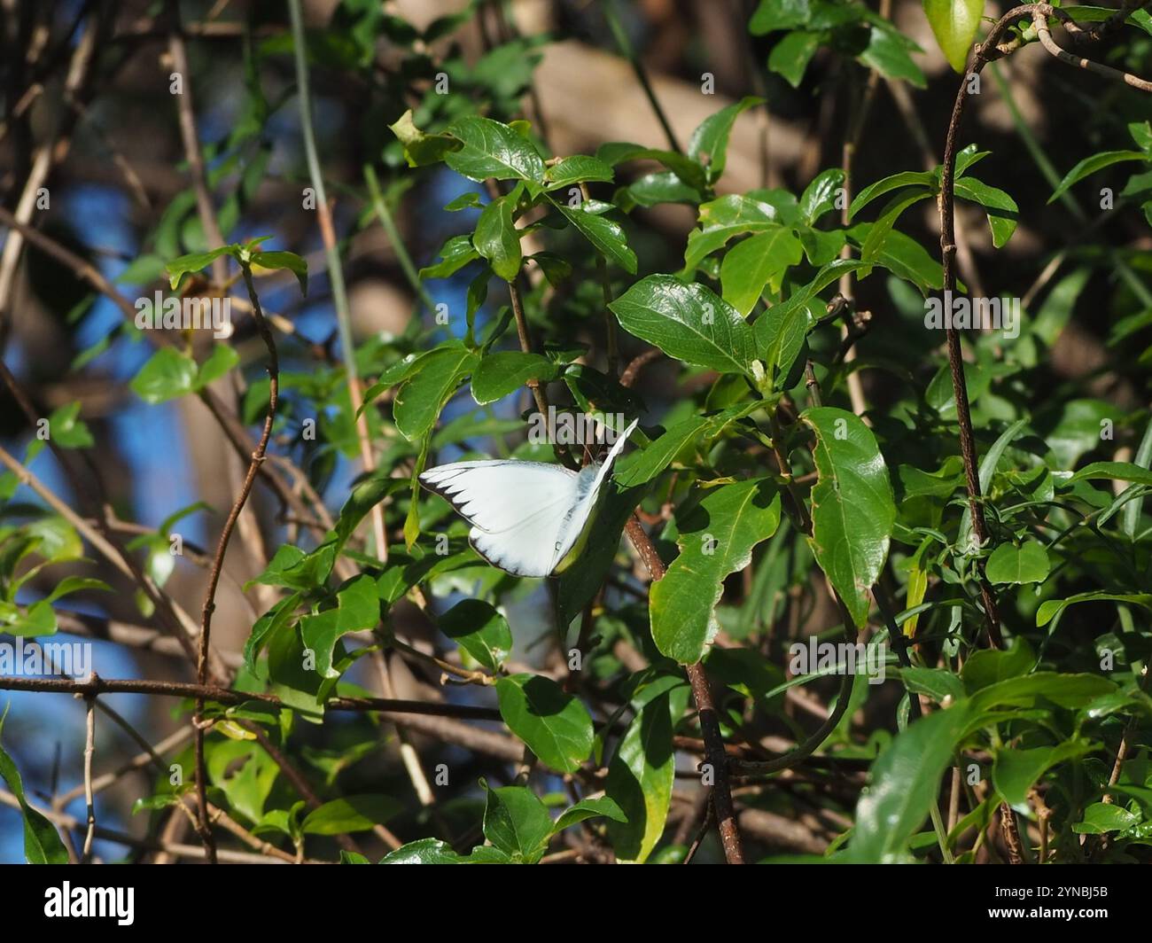 Appias lyncida hi-res stock photography and images - Alamy