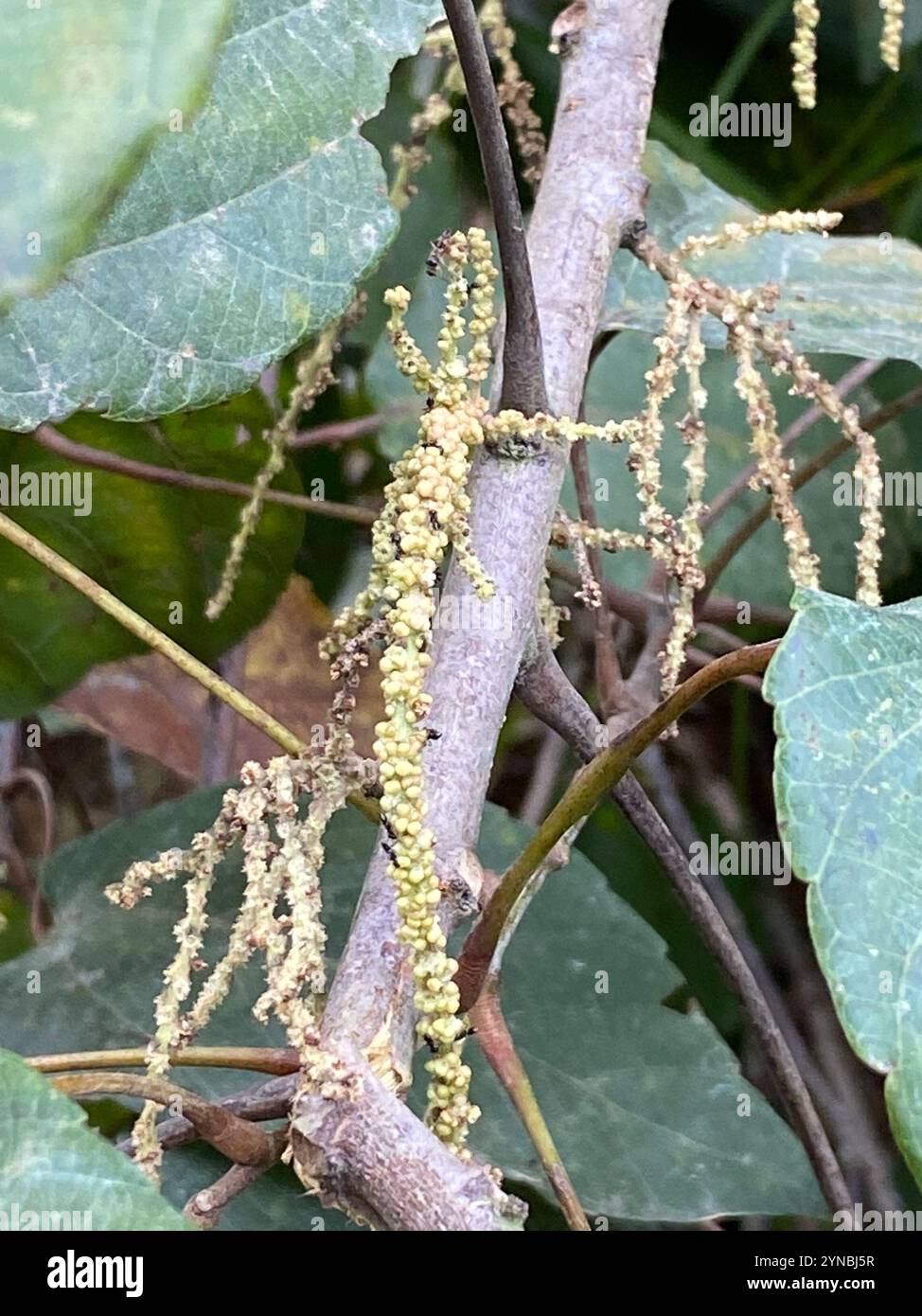 Alchornea cordifolia hi-res stock photography and images - Alamy