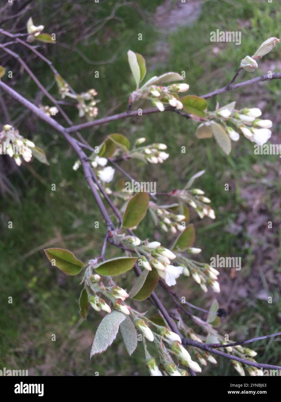 roundleaf shadbush (Amelanchier sanguinea Stock Photo - Alamy