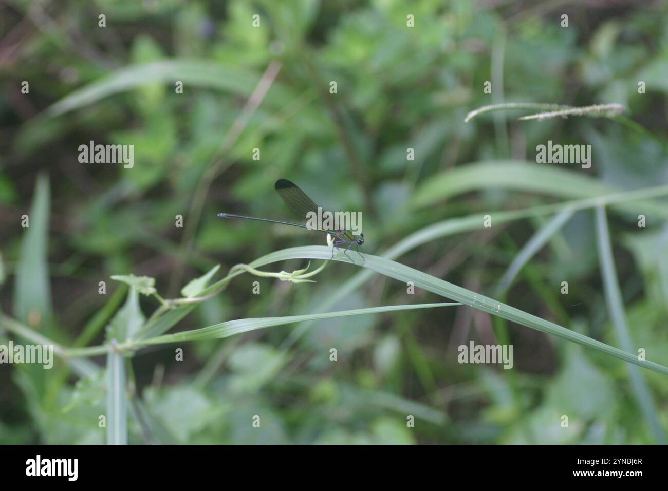 Vestalis apicalis hi-res stock photography and images - Alamy