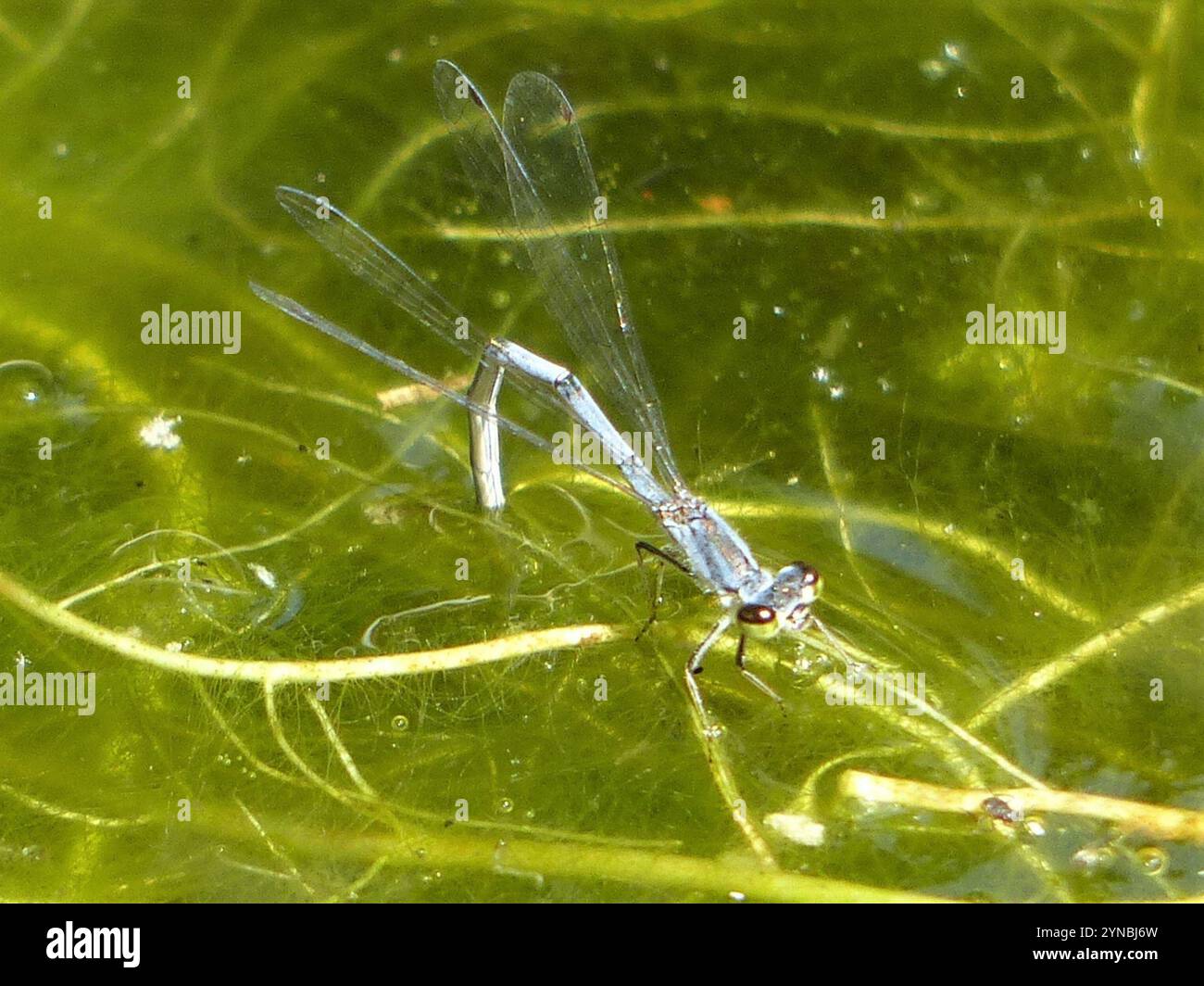 Fragile Forktail (Ischnura posita Stock Photo - Alamy