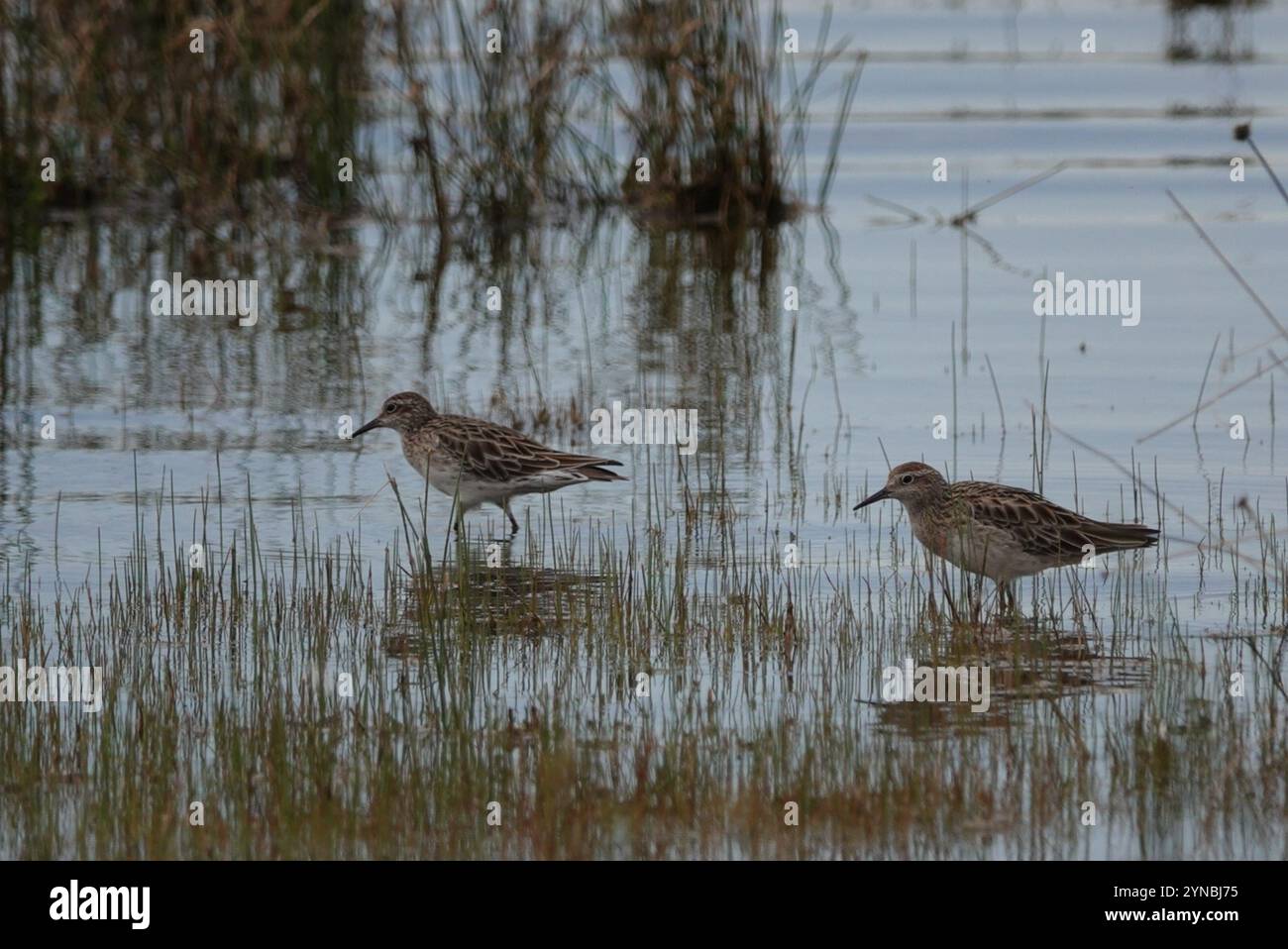 Sharp-tailed Sandpiper (Calidris acuminata Stock Photo - Alamy