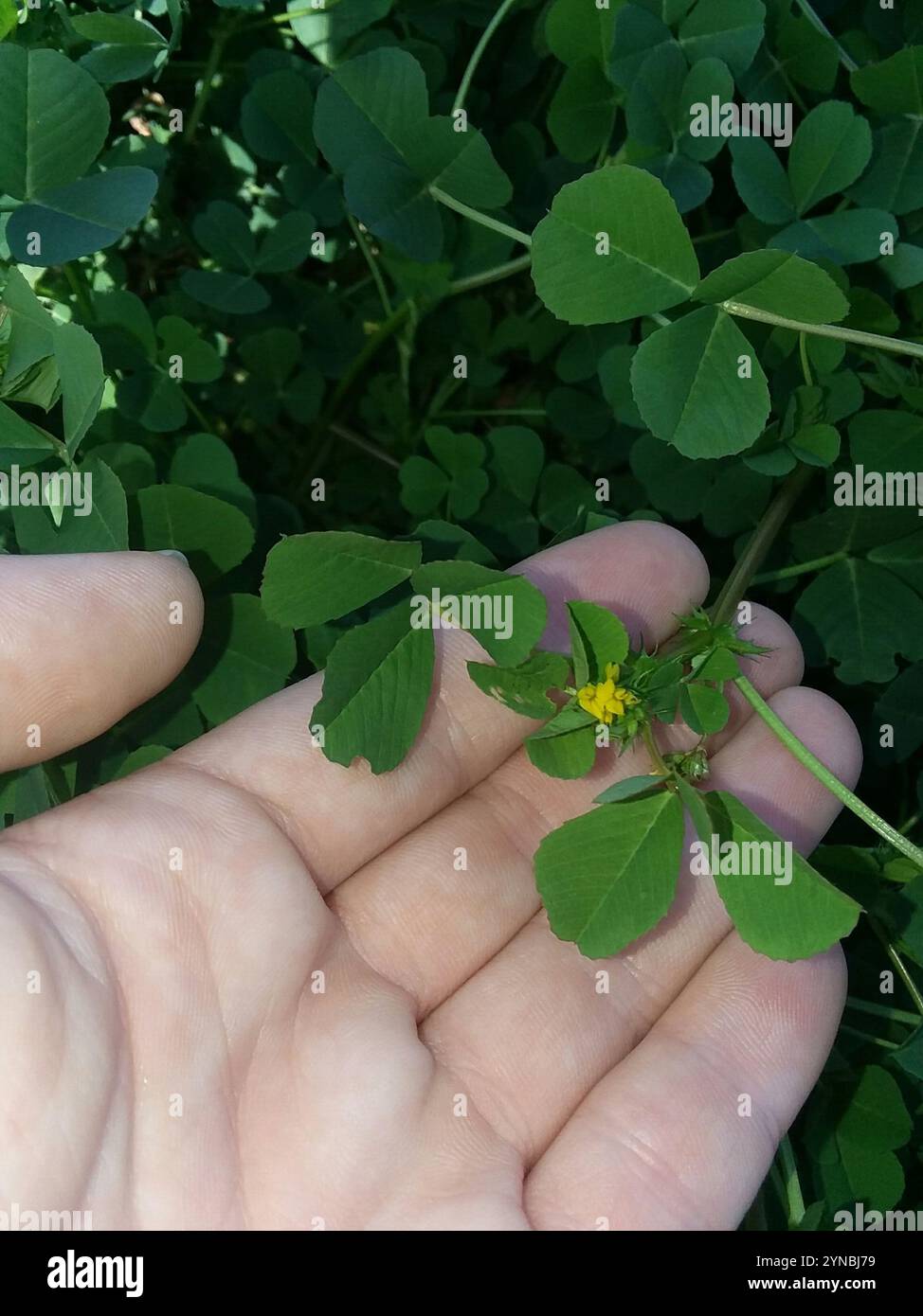 bur clover (Medicago polymorpha Stock Photo - Alamy