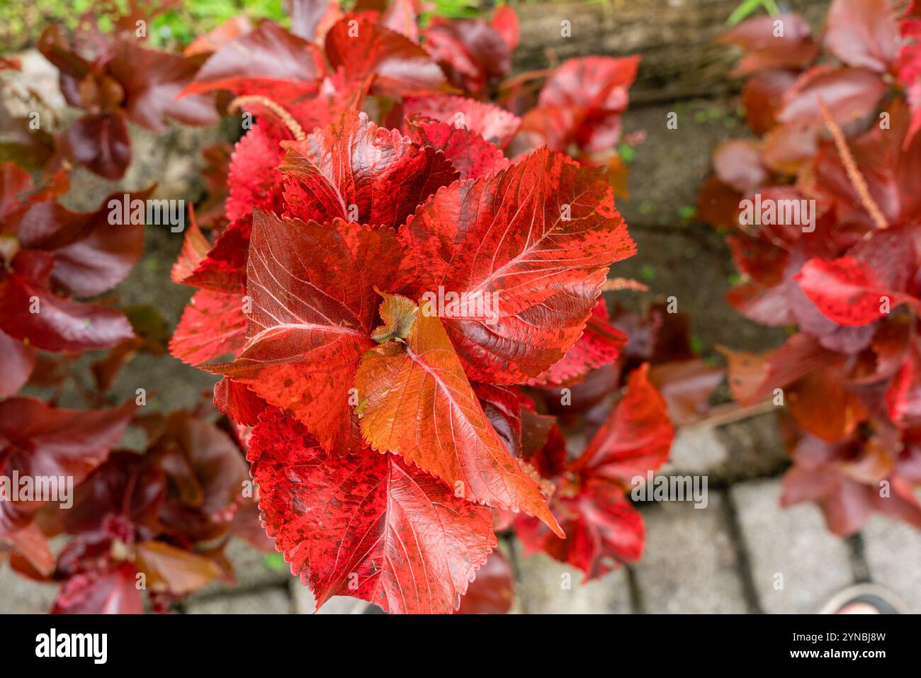 Acalypha wilkesiana, common names copperleaf and Jacob’s coat. The ...