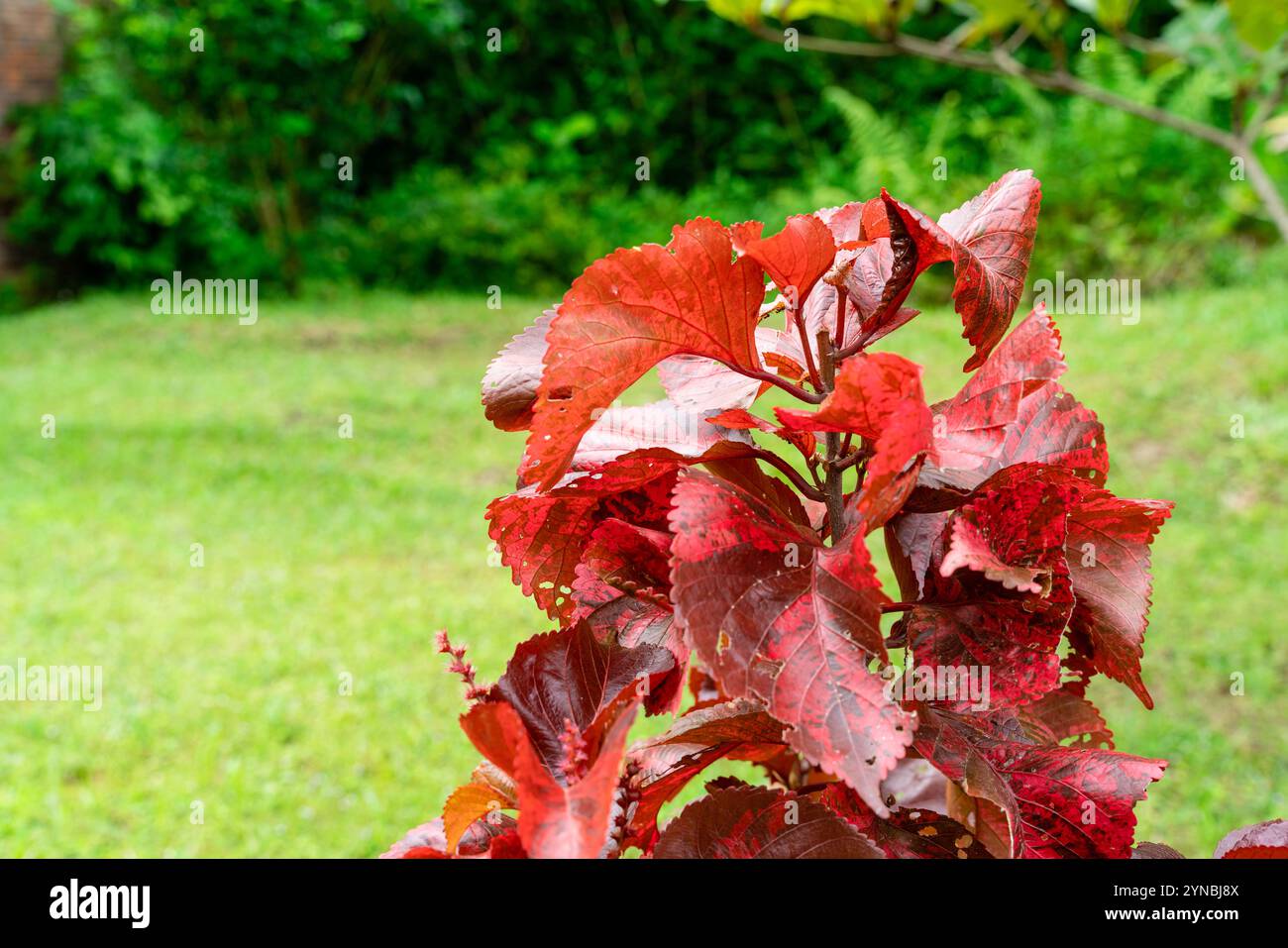 Acalypha wilkesiana, common names copperleaf and Jacob’s coat. The ...