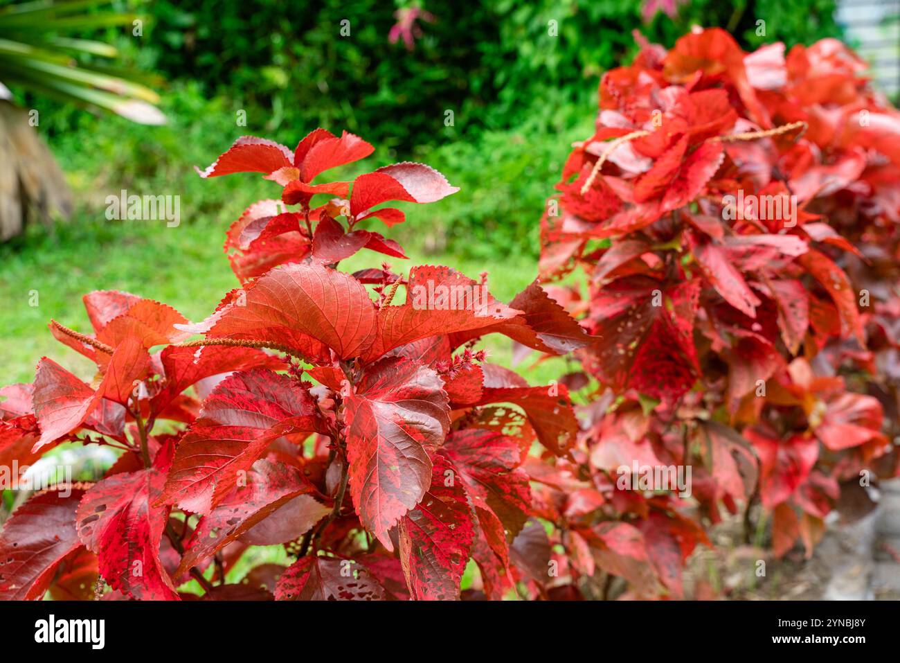 Acalypha wilkesiana, common names copperleaf and Jacob’s coat. The ...