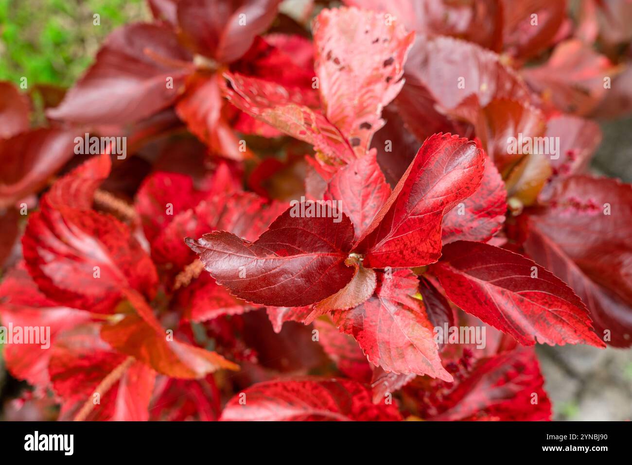 Acalypha wilkesiana, common names copperleaf and Jacob’s coat. The ...
